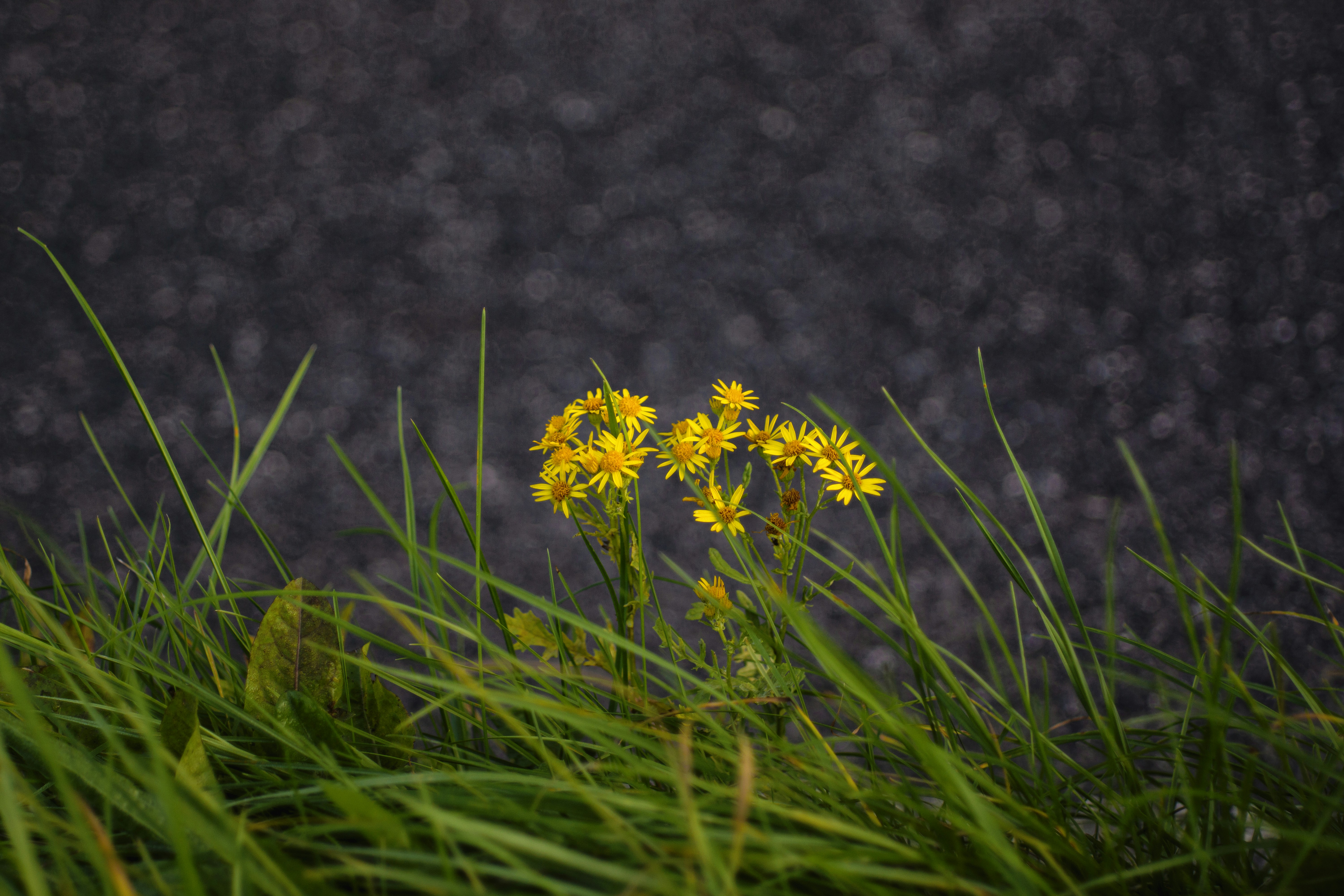 Sunlit Daisies Rise From Grass Against a Dark Asphalt Backdrop