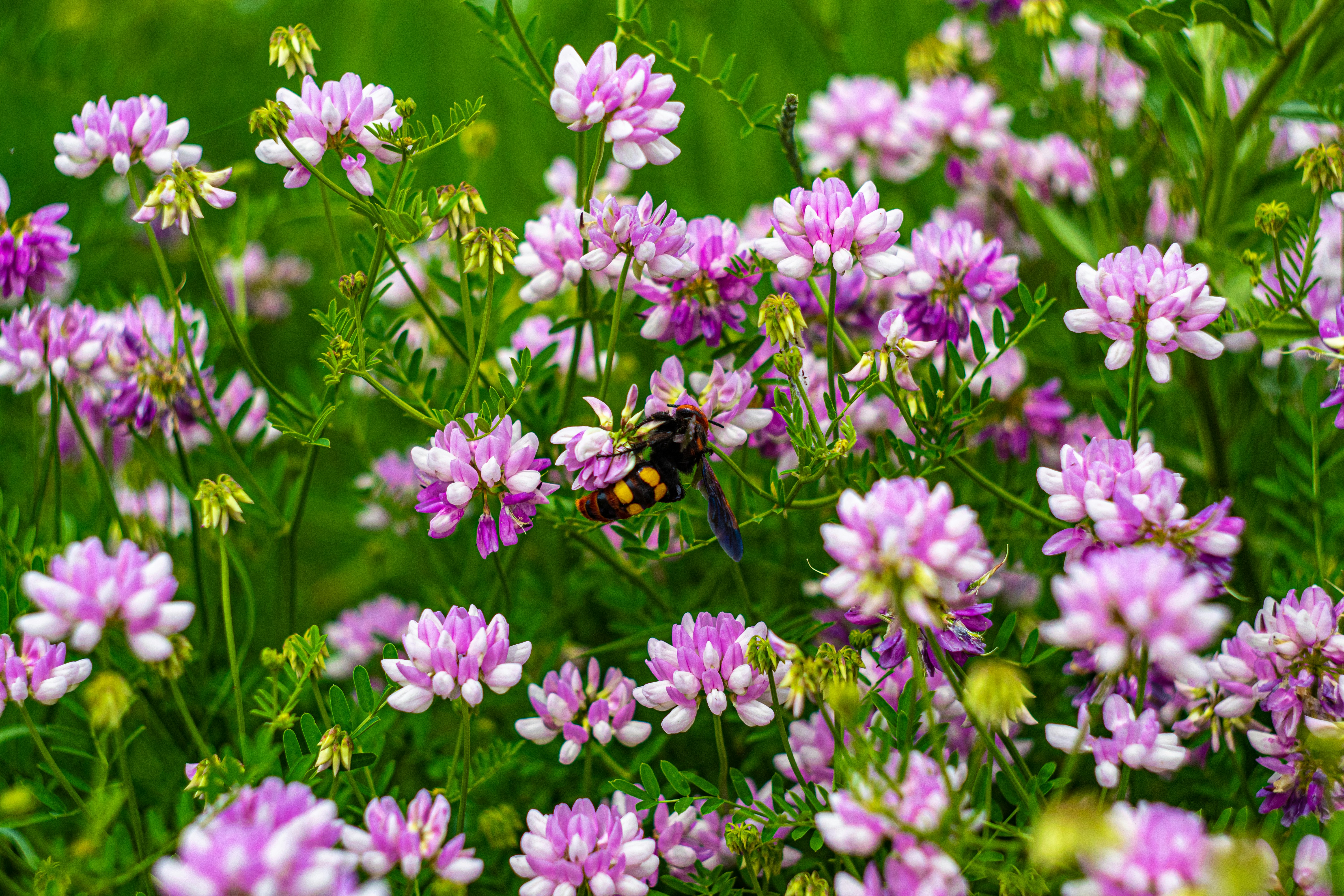 a bee is sitting on a flower in a field