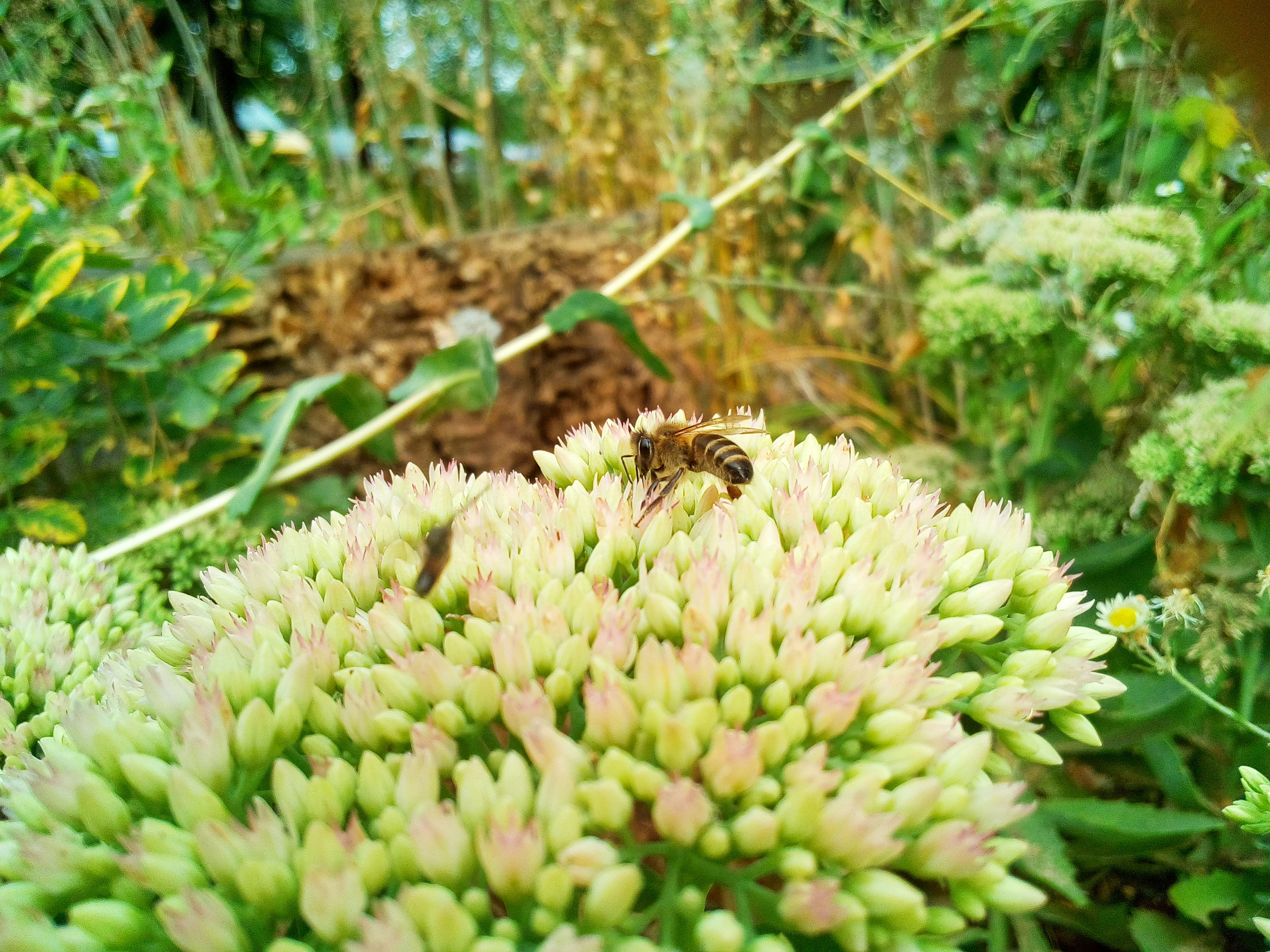 Close-up photograph of a bee resting on a pale-green, pink-tipped succulent bloom, with garden foliage in the background.