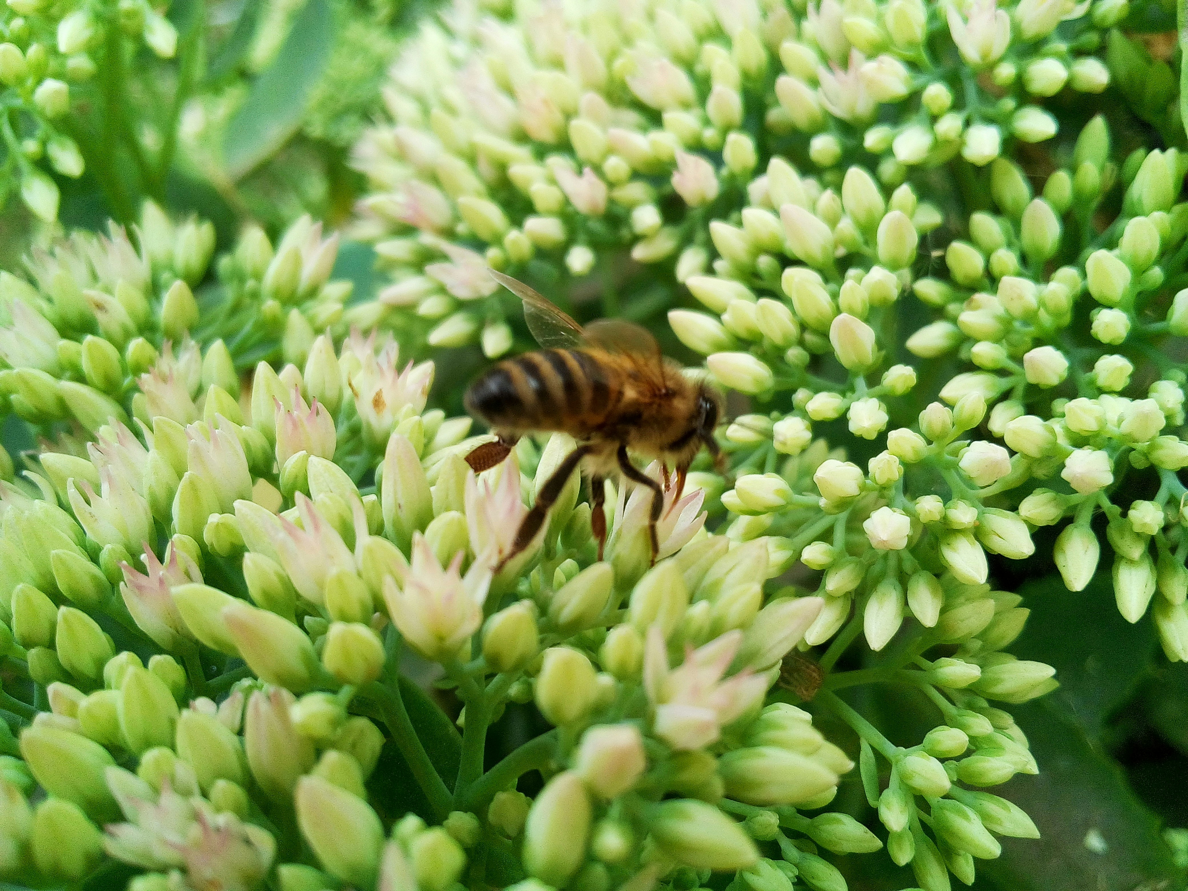 A bee hovers among densely packed pale-green blossoms, gathering nectar. The macro shot emphasizes texture and color in bright daylight.