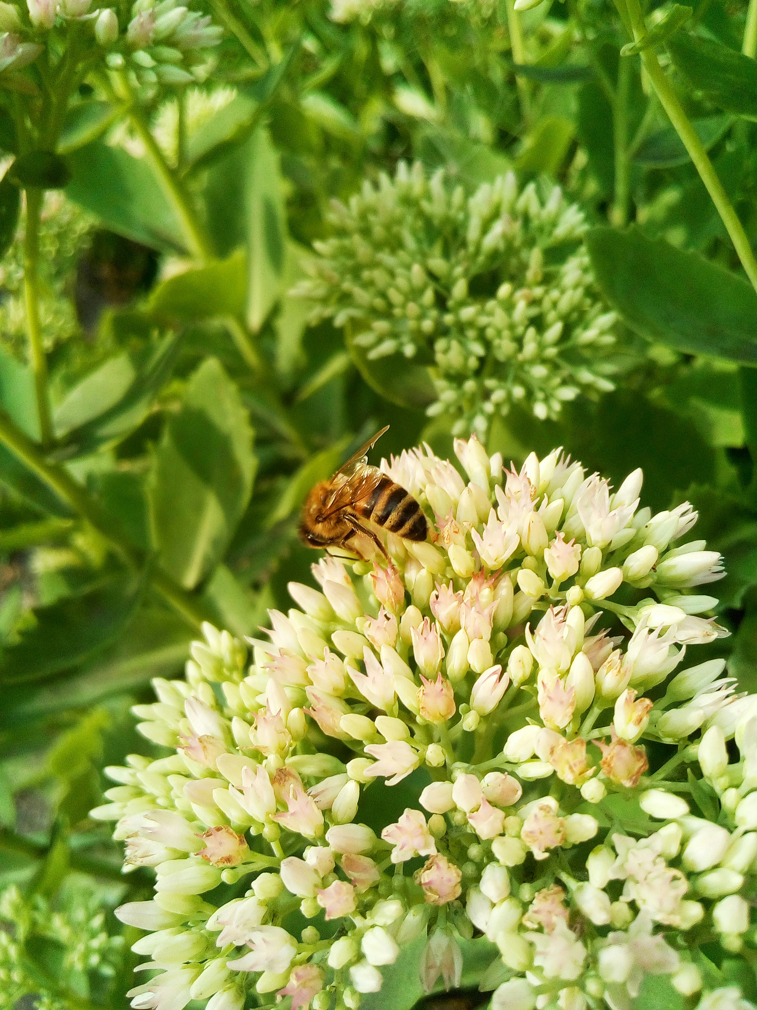 A honeybee forages on a dense cluster of pale-pink sedum blooms, its striped abdomen catching the light. Lush green foliage forms a vibrant backdrop that emphasizes the pollinator at work.