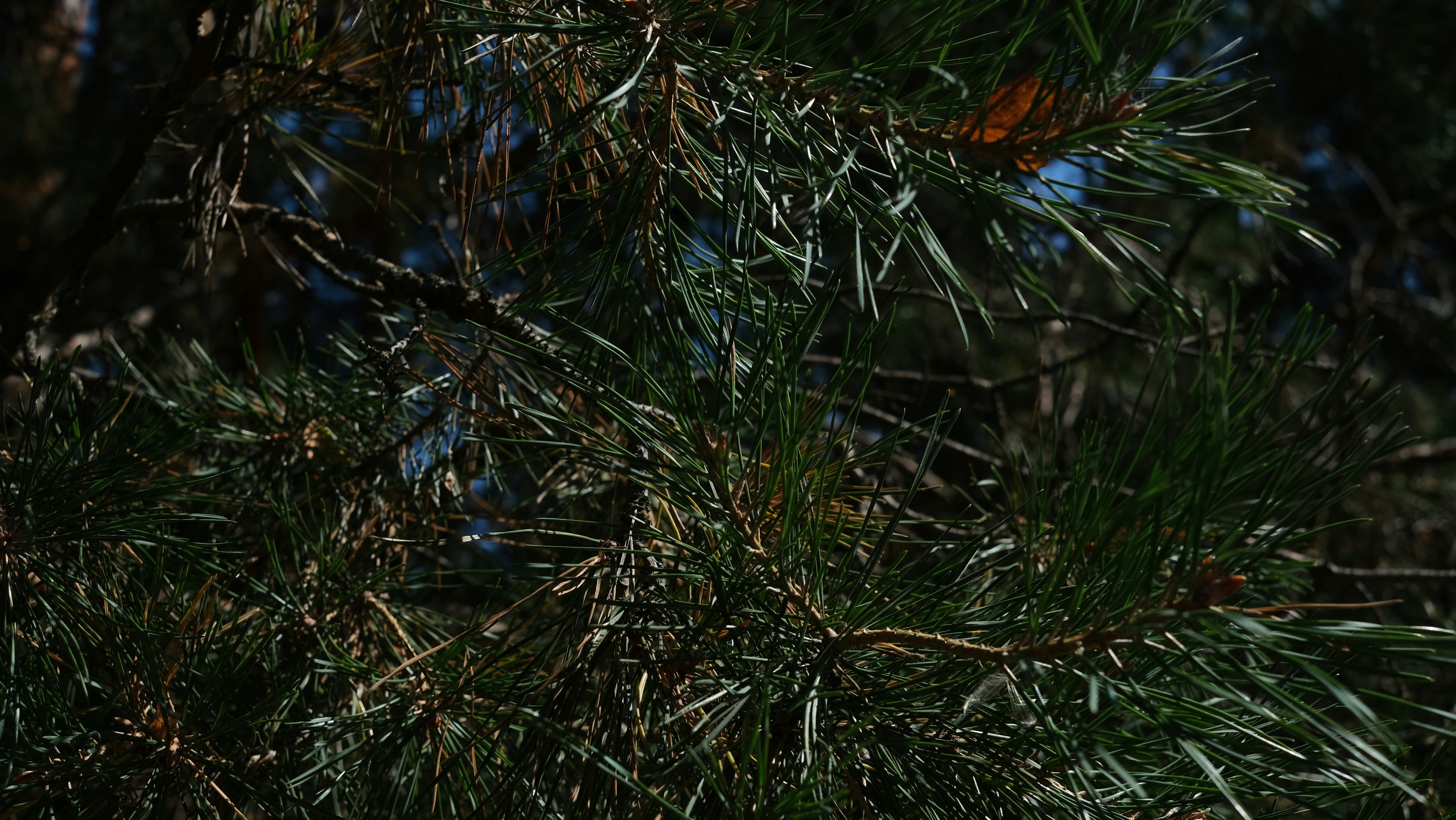 pine tree
