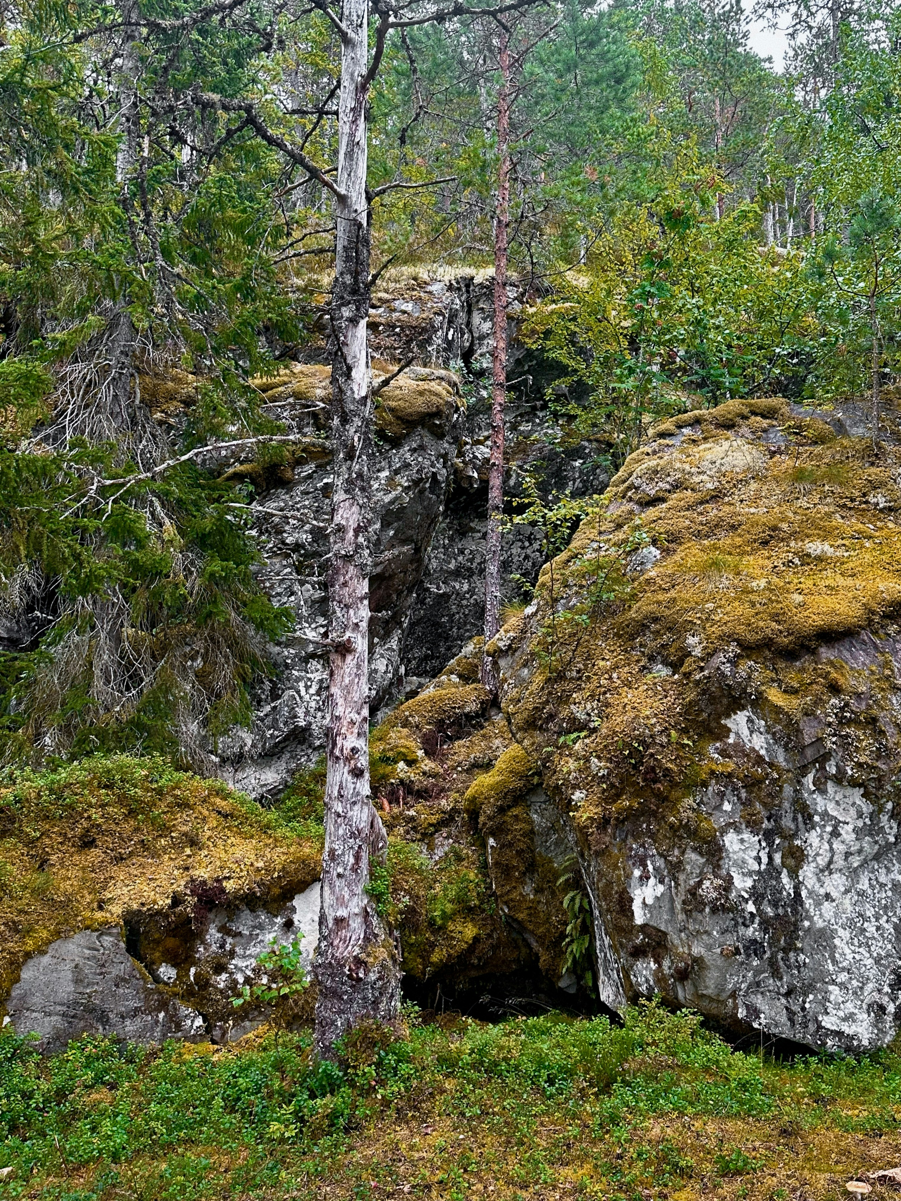 A couple of large rocks in the middle of a forest photo – Free Rock ...