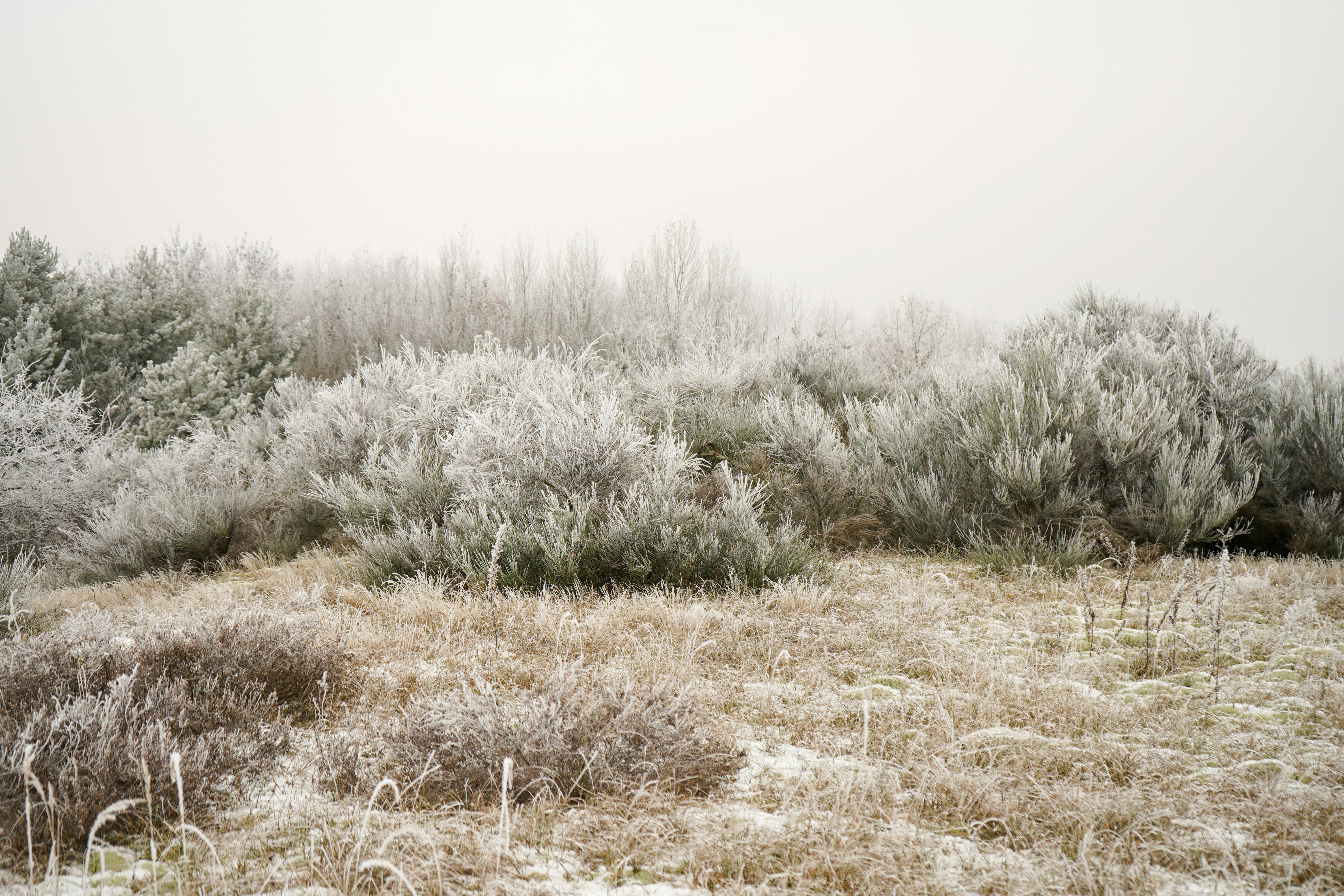 Whispers of Winter's Embrace