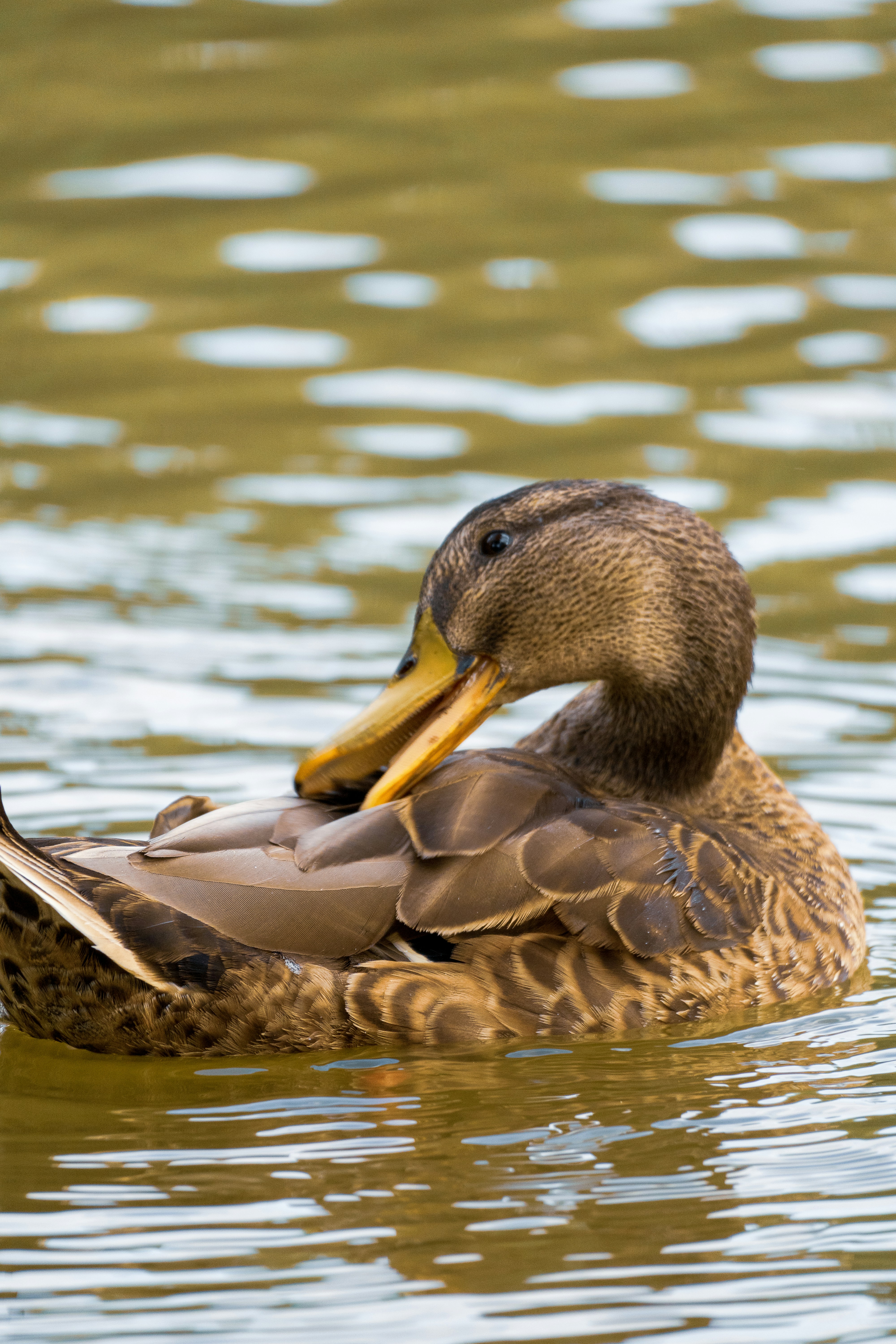 Un pato flotando sobre un cuerpo de agua foto – Imagen de Lago gratuita ...
