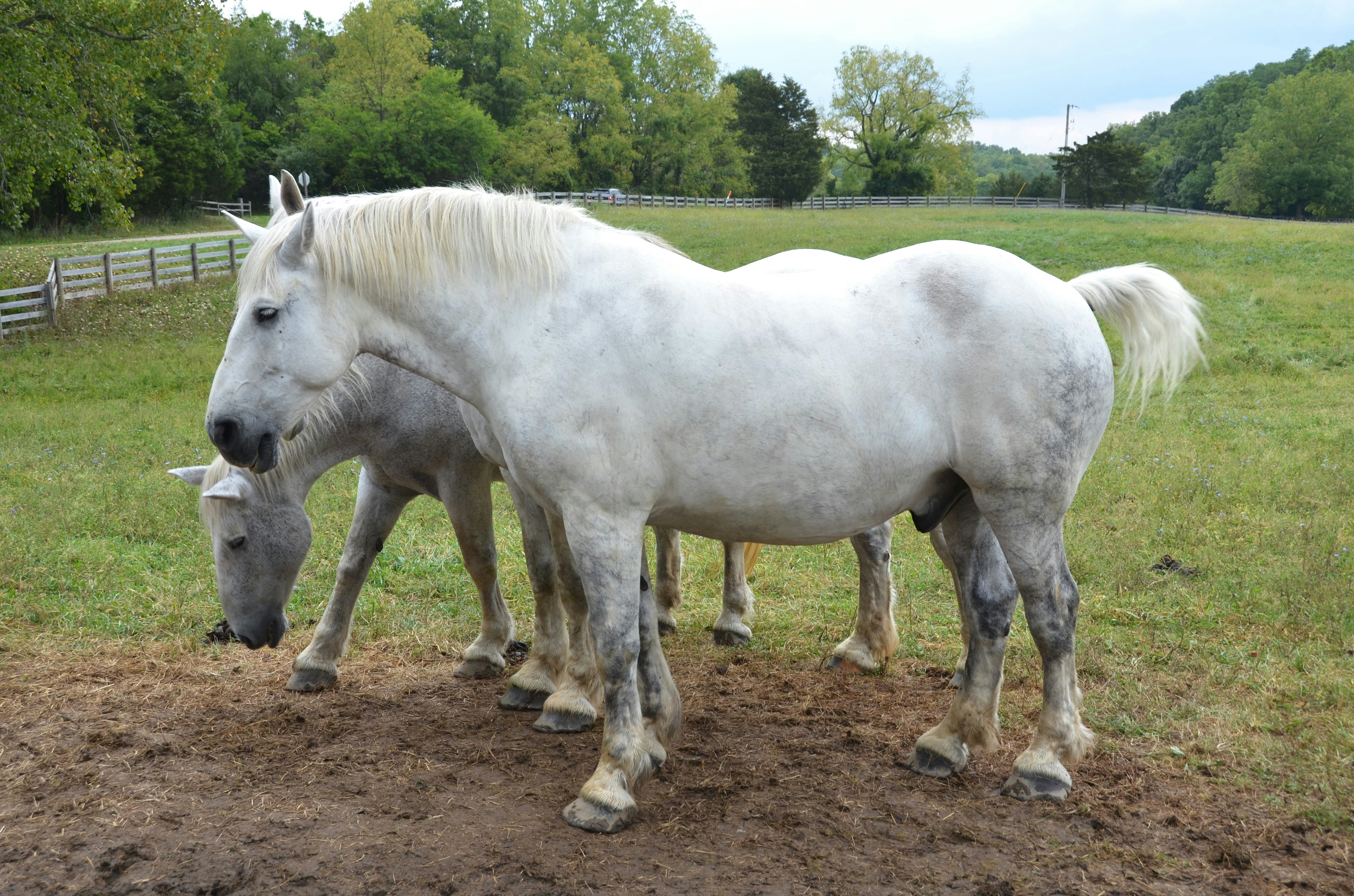 White Percheron Horses