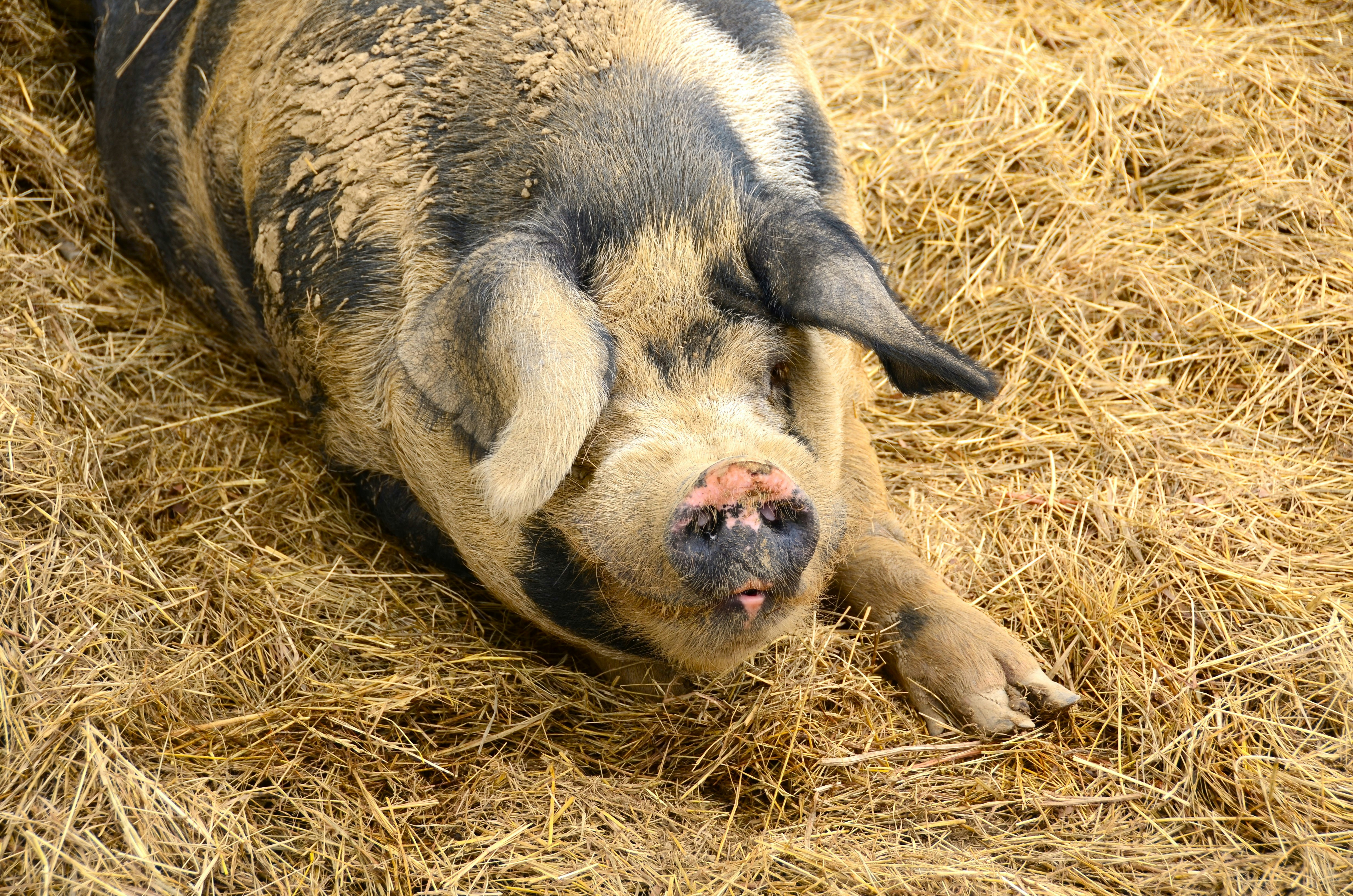 Knixx Pig Blowing Pictures | Download Free Images on Unsplash