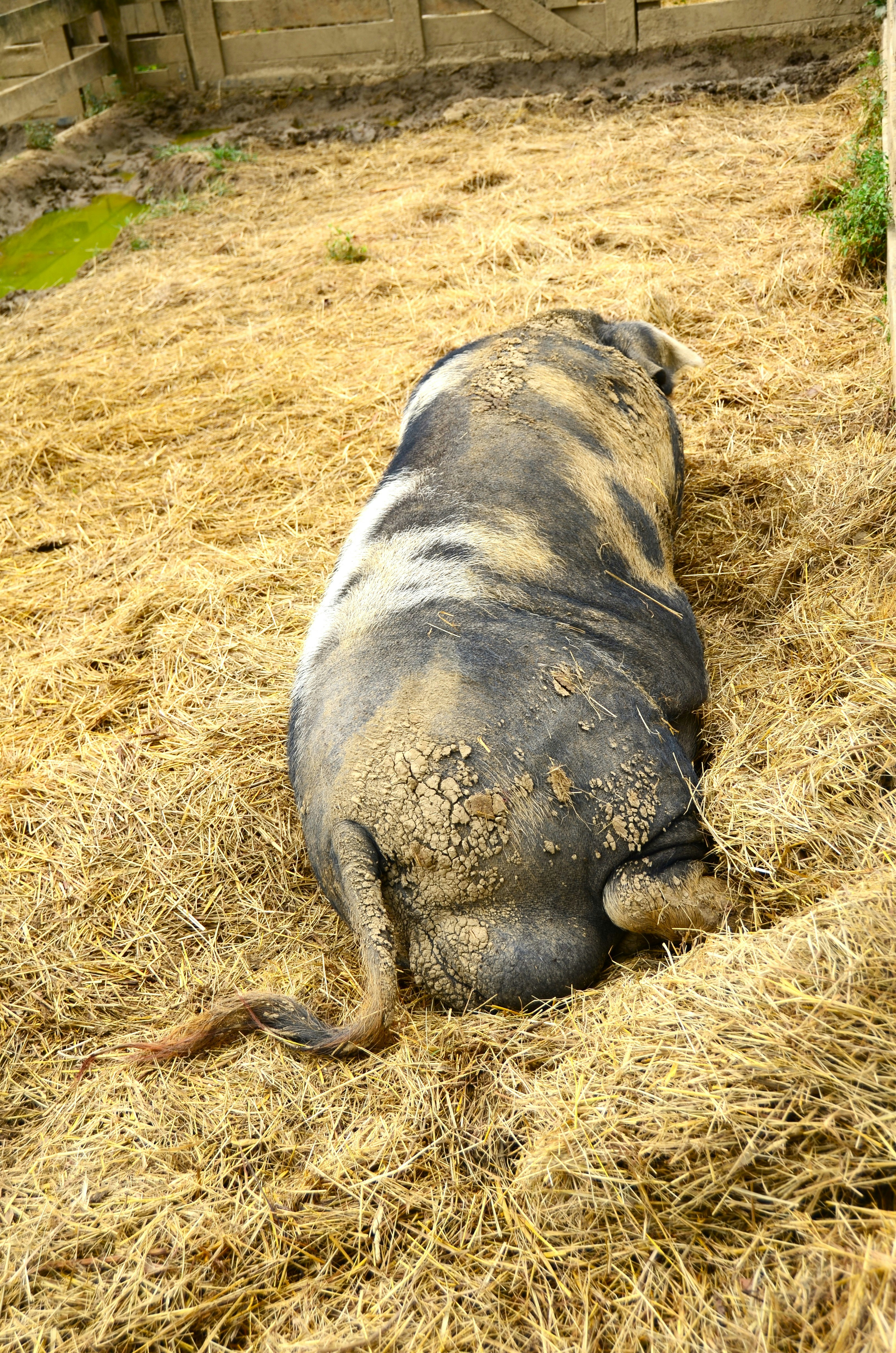 Mud-Cloaked Pig Resting in a Straw-Filled Pen