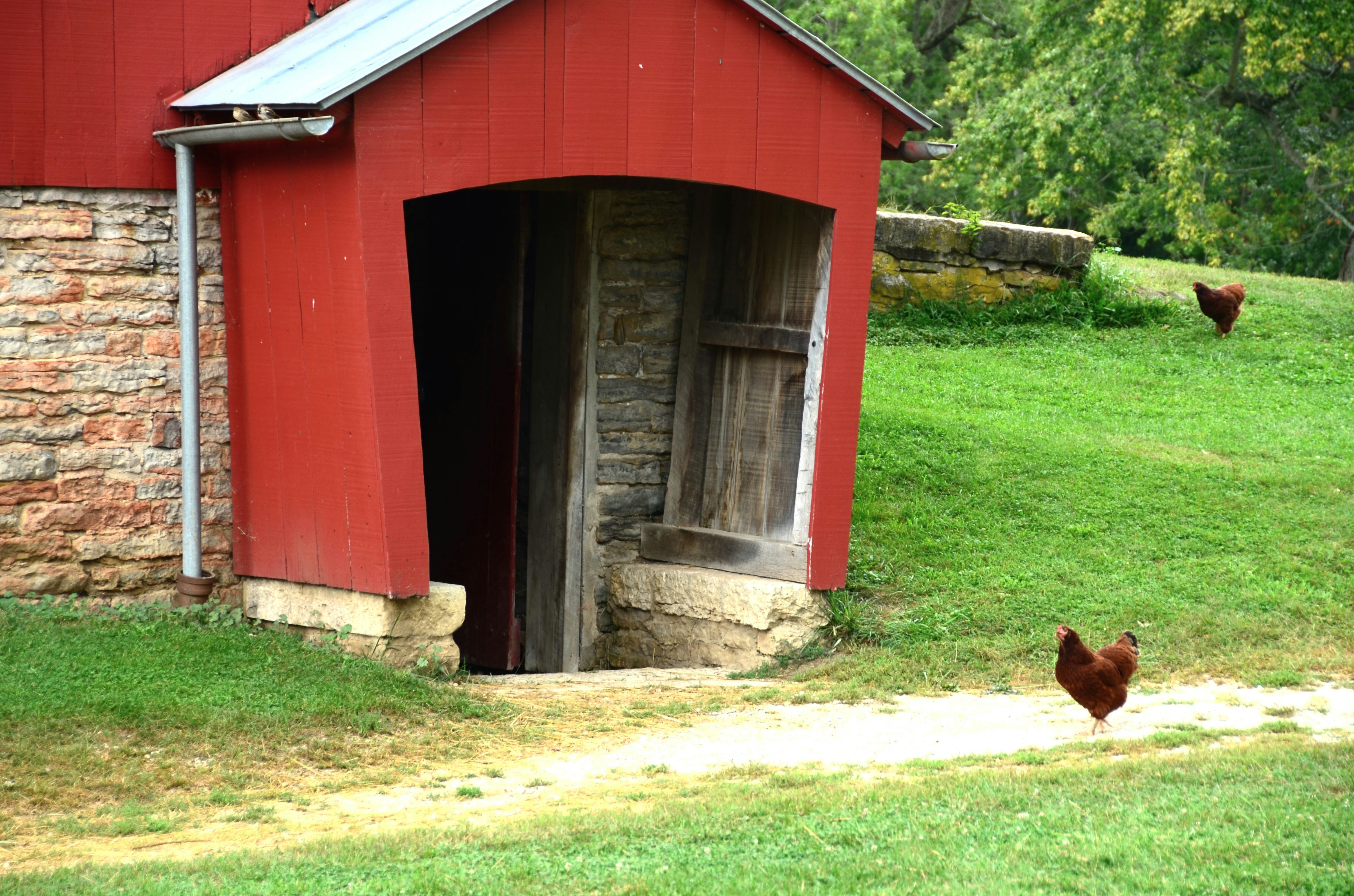 A red barn with two chickens in the yard photo – Free Animal Image on ...