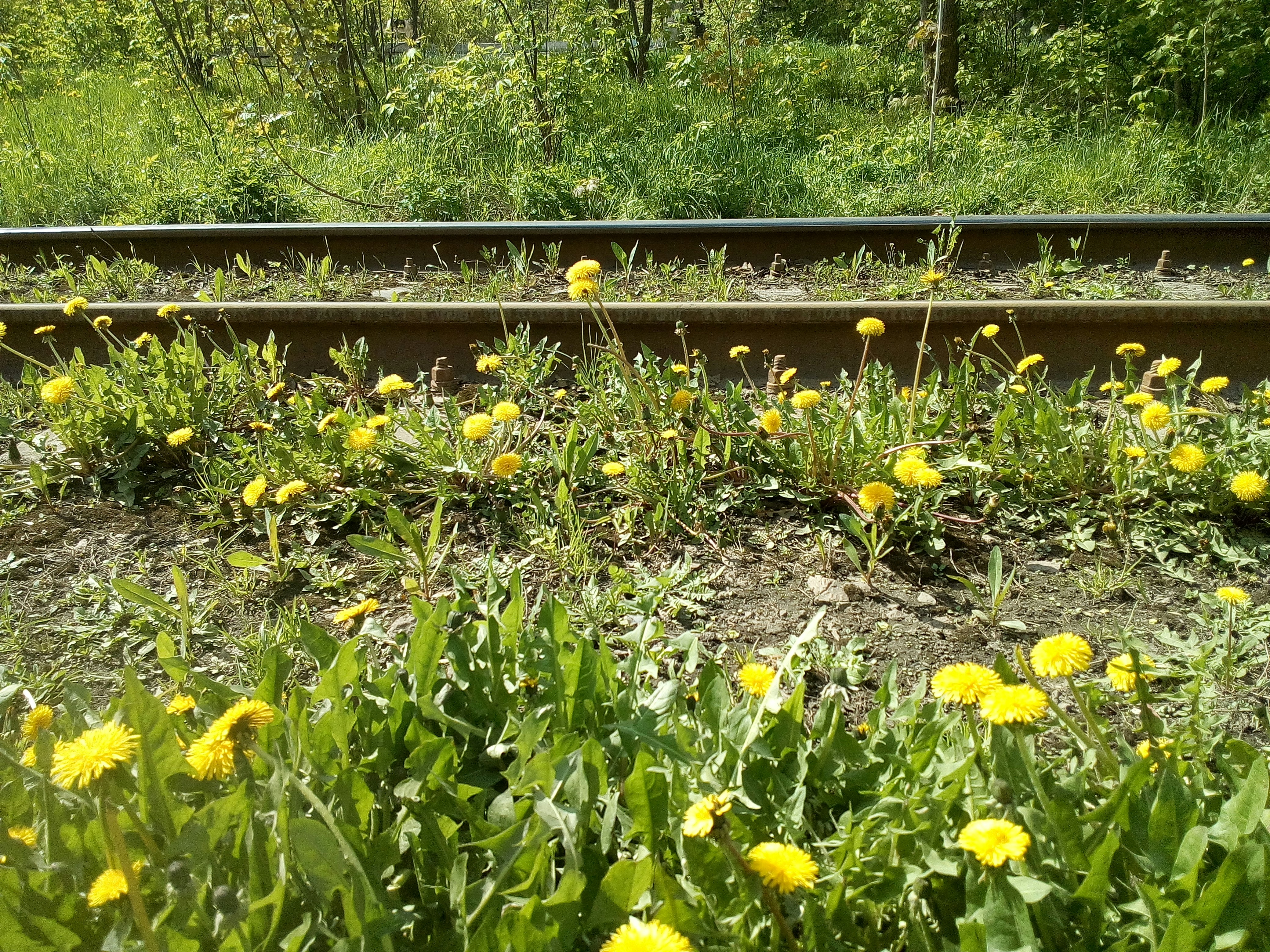 Photograph of yellow dandelions blooming along a railroad verge as metal tracks recede into a green, leafy background. The scene emphasizes the contrast between the bright flowers and industrial rails.