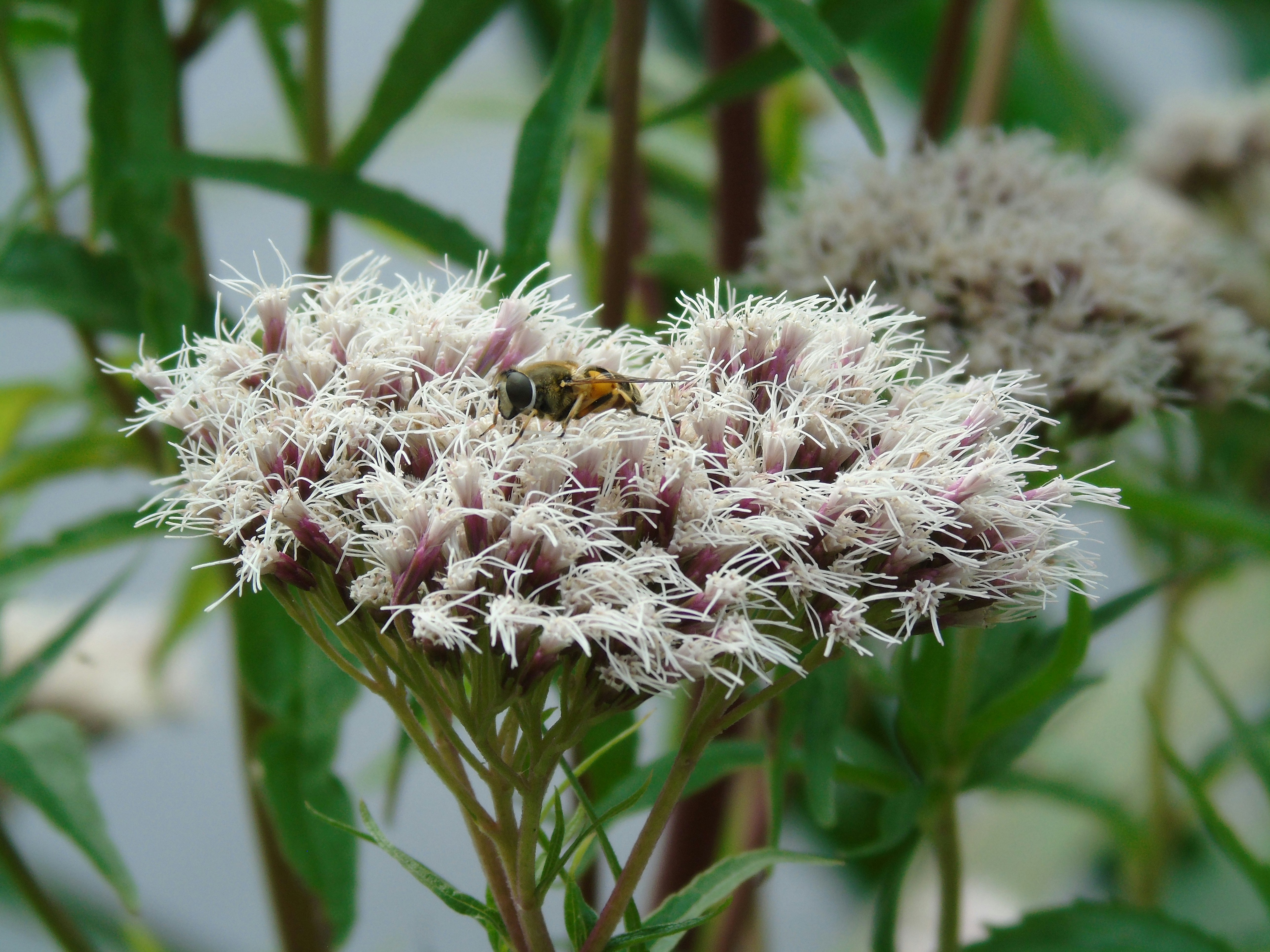 Buzzing at the Frosted Yarrow: a bee on a snow-fluffed bloom