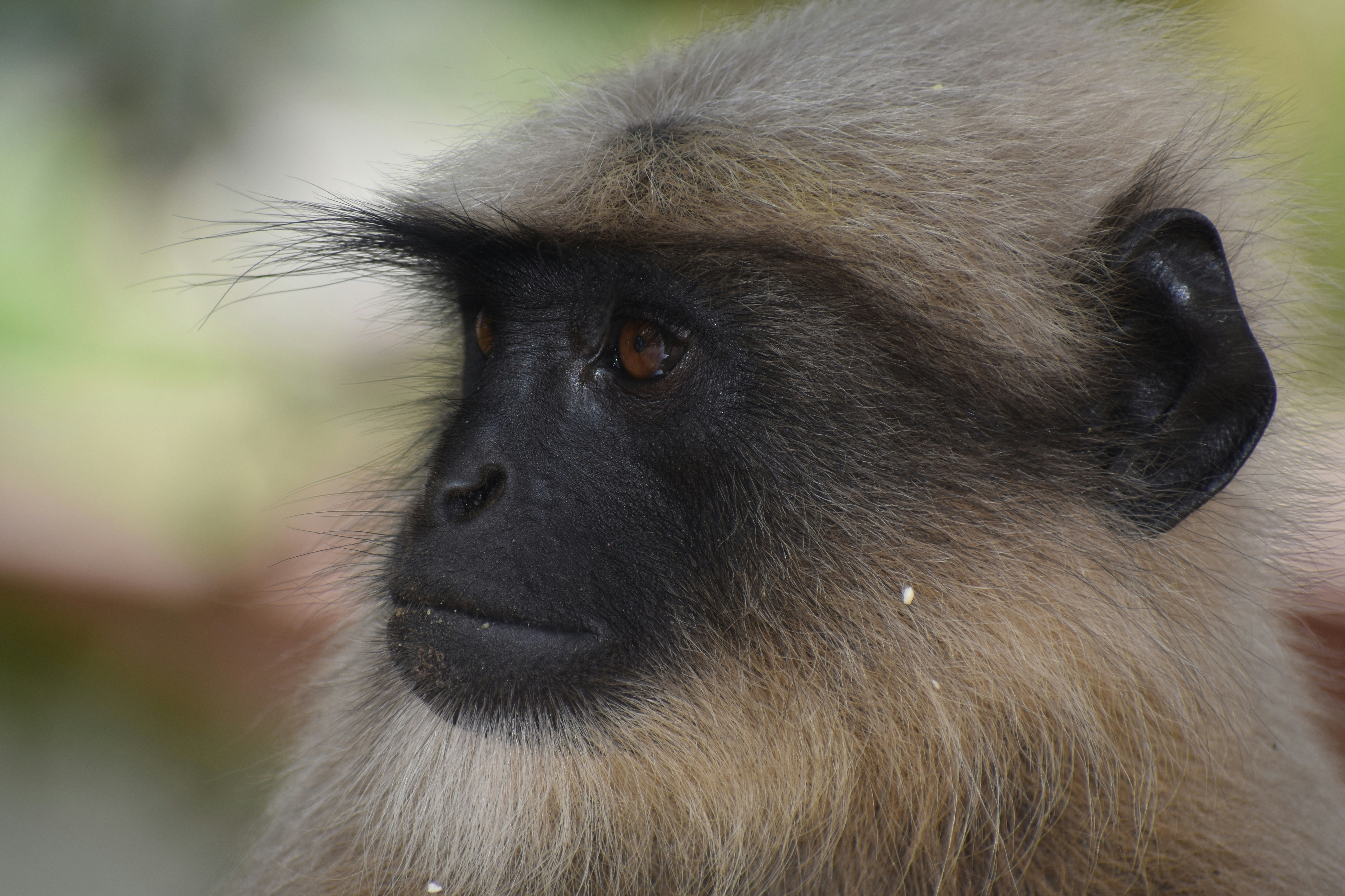 a close up of a monkey with a blurry background