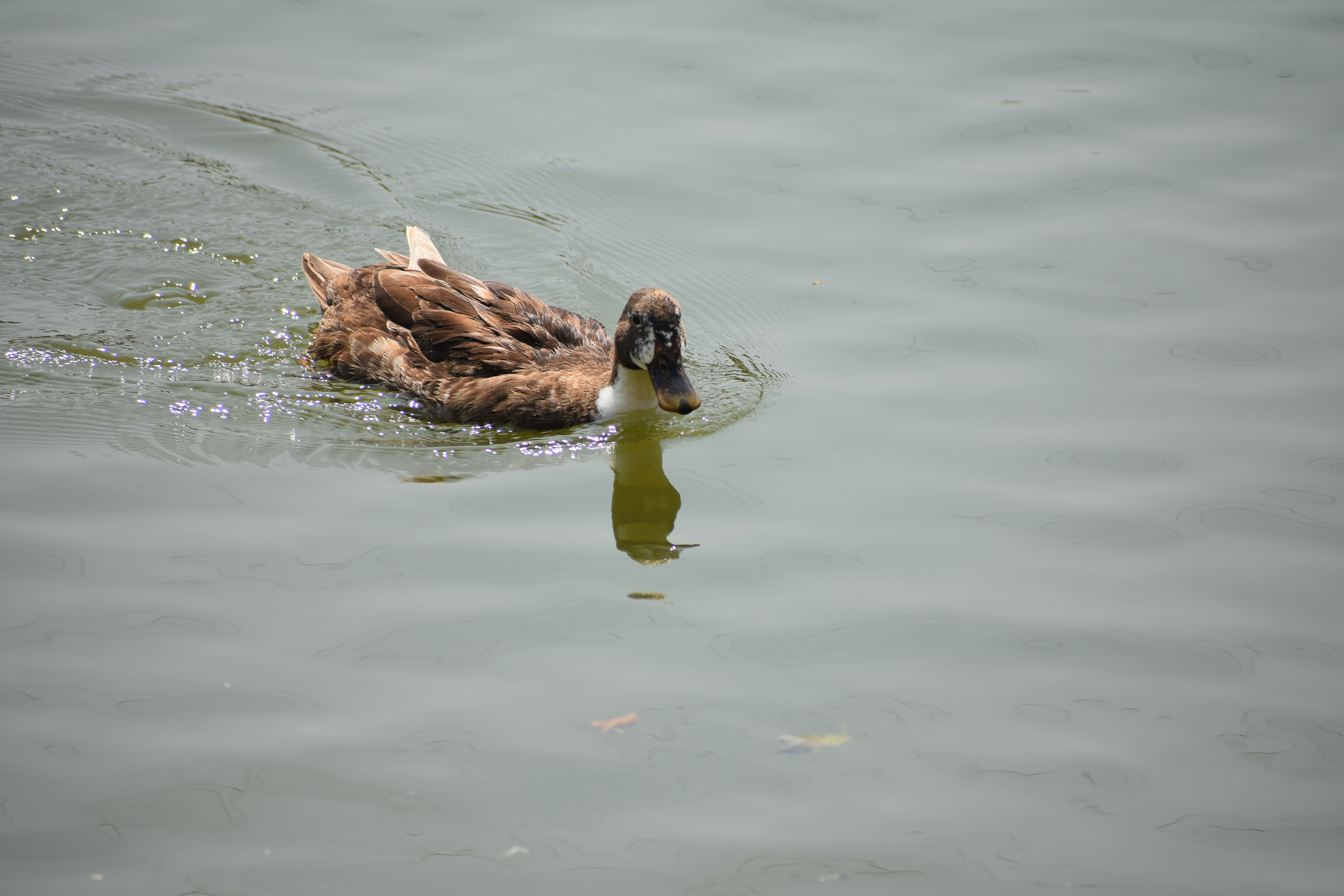 Photo by Rahul Moundekar with Nikon D3400