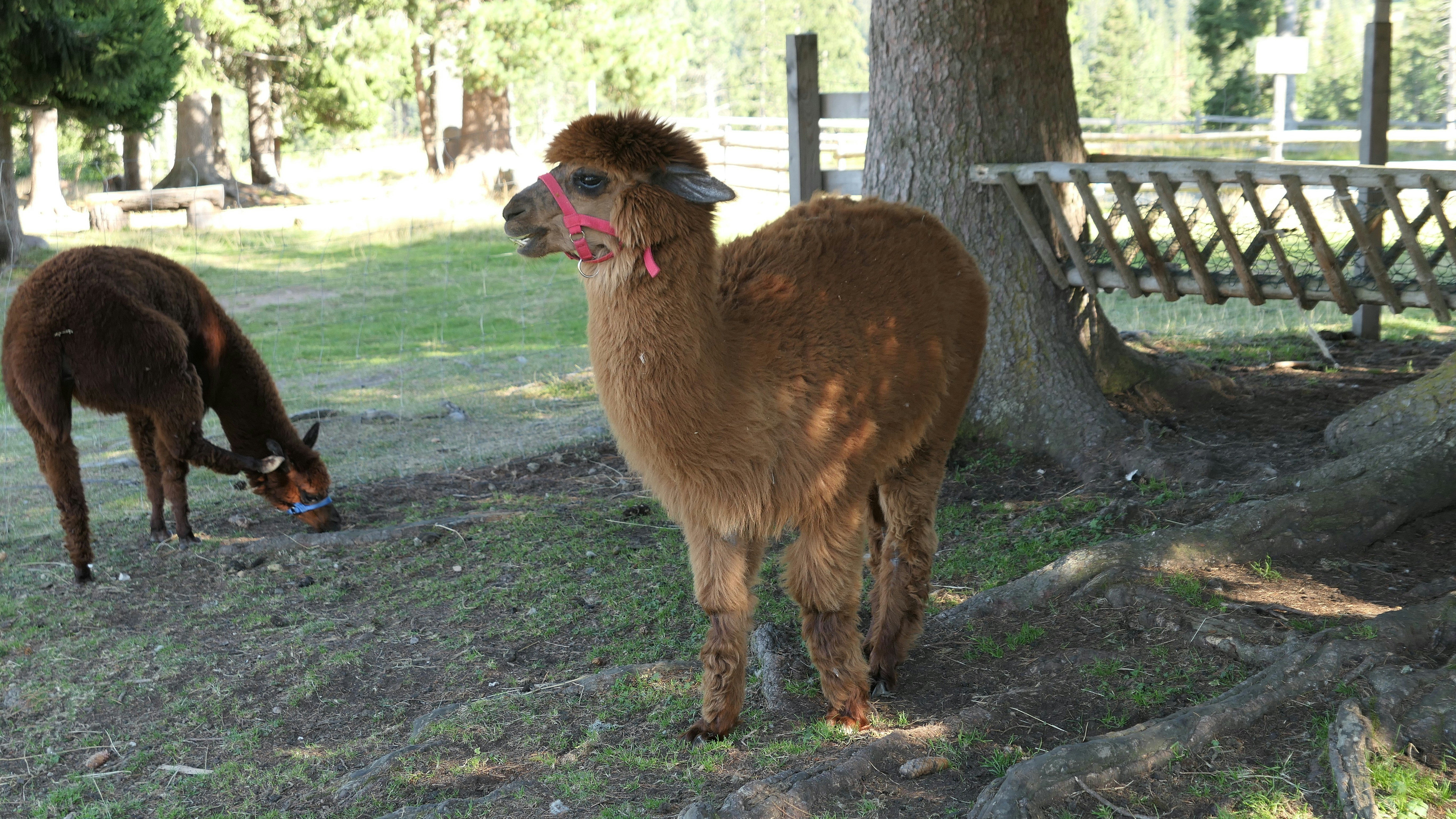 Alpacas in a Sunlit Grove