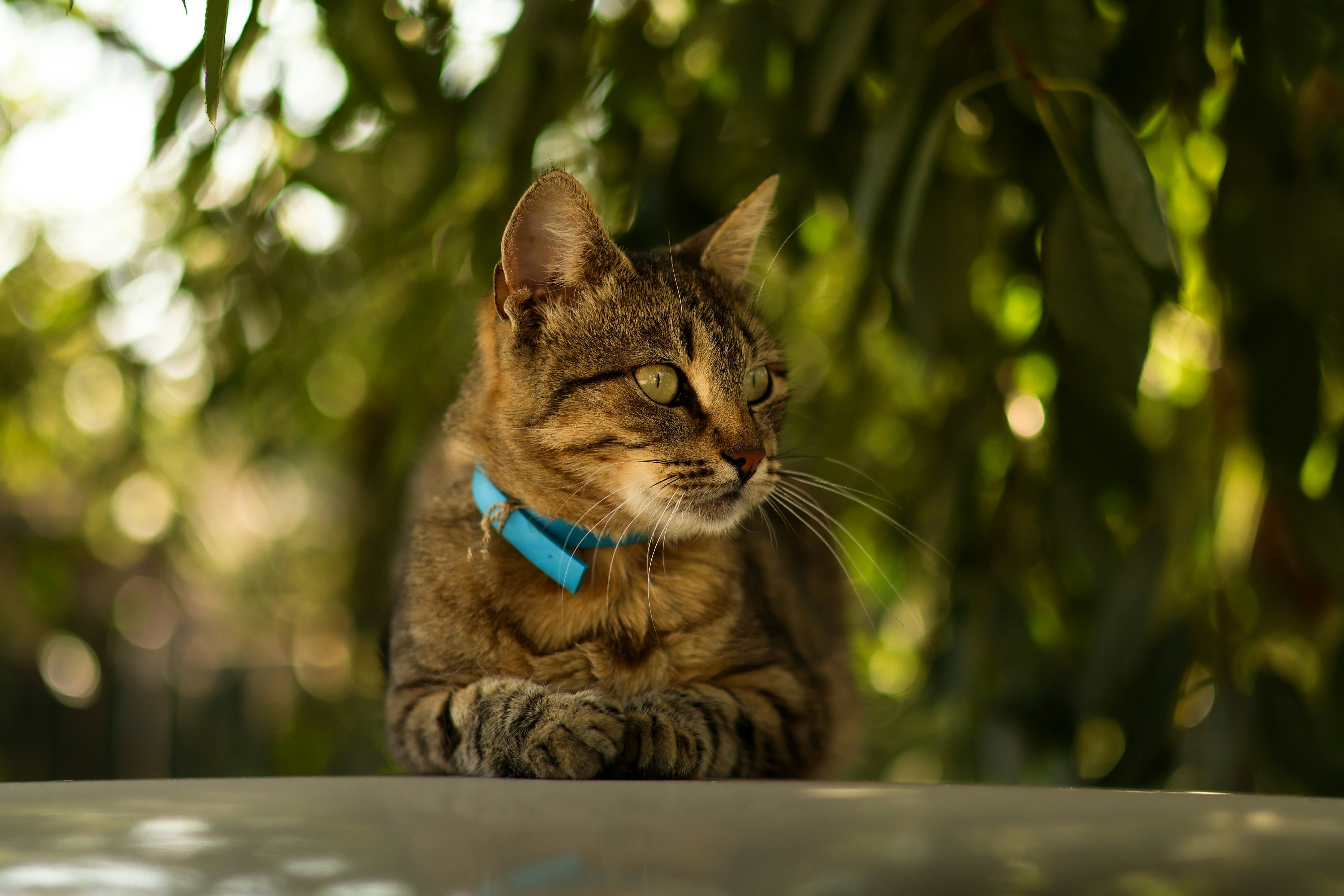 a cat in a blue collar sits on a car