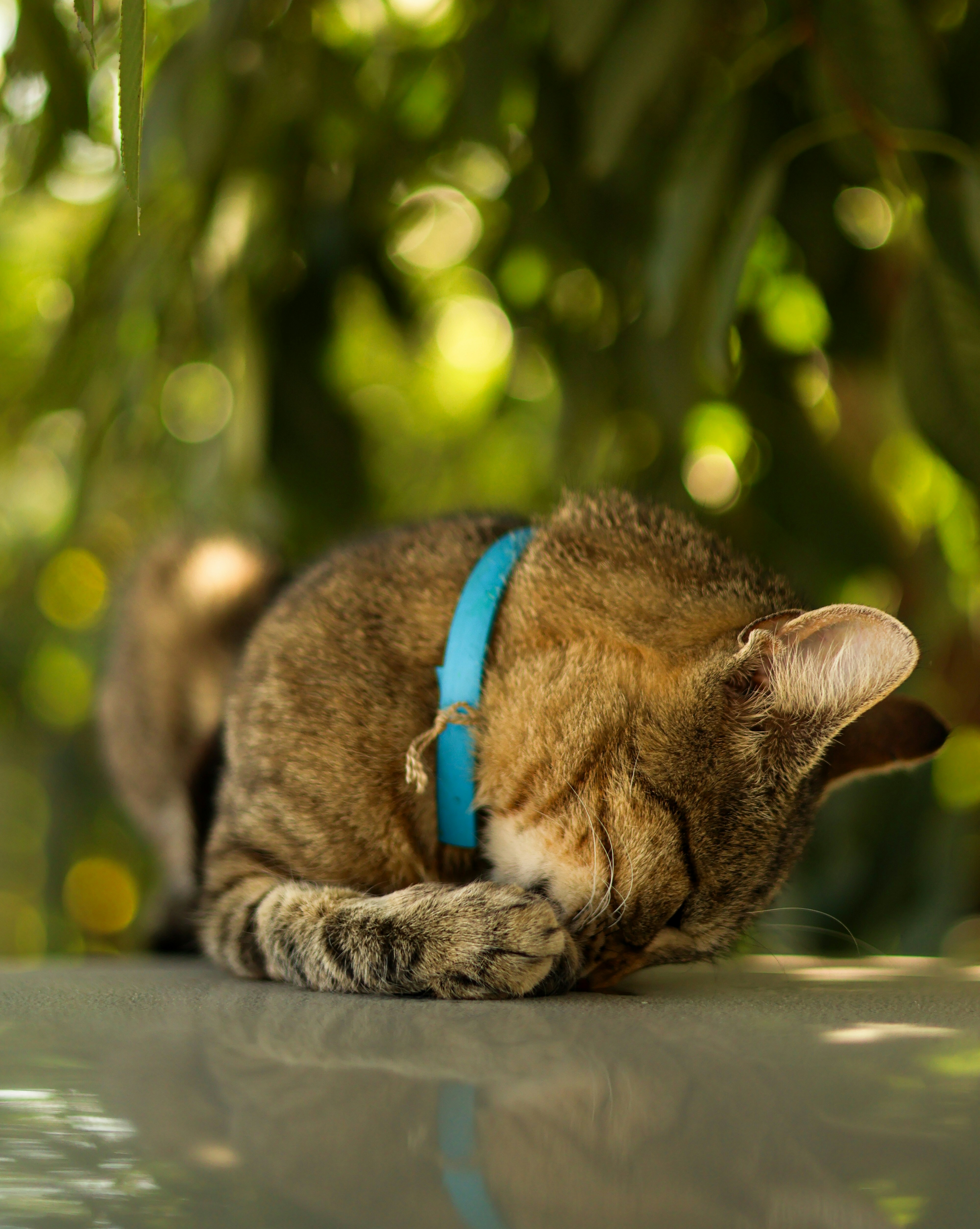 a cat in a blue collar sits on a car