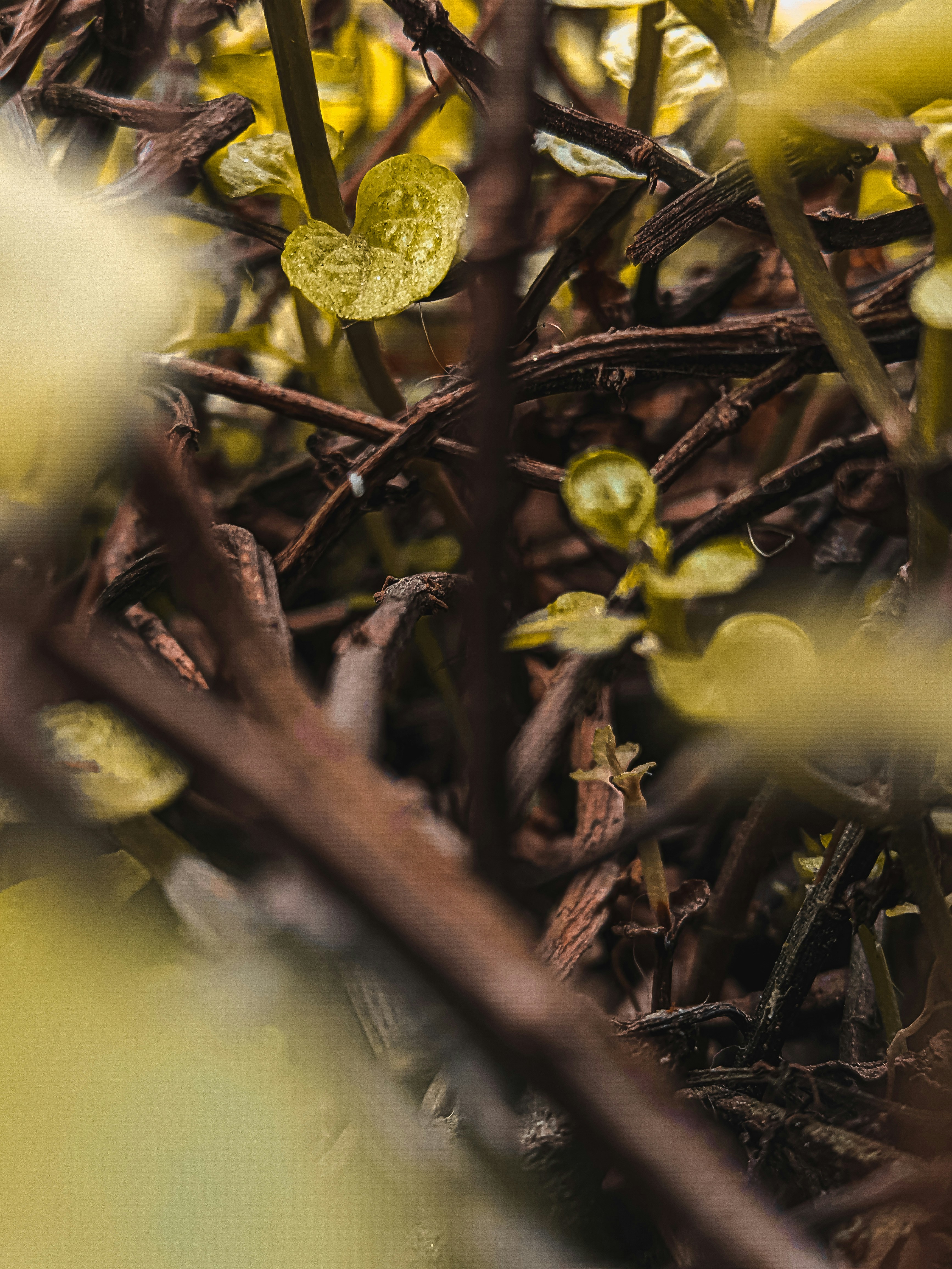 Close-up photograph of tangled twigs with small yellow-green leaves and a shallow depth of field. Texture and color contrast emphasize the tight, natural weave.