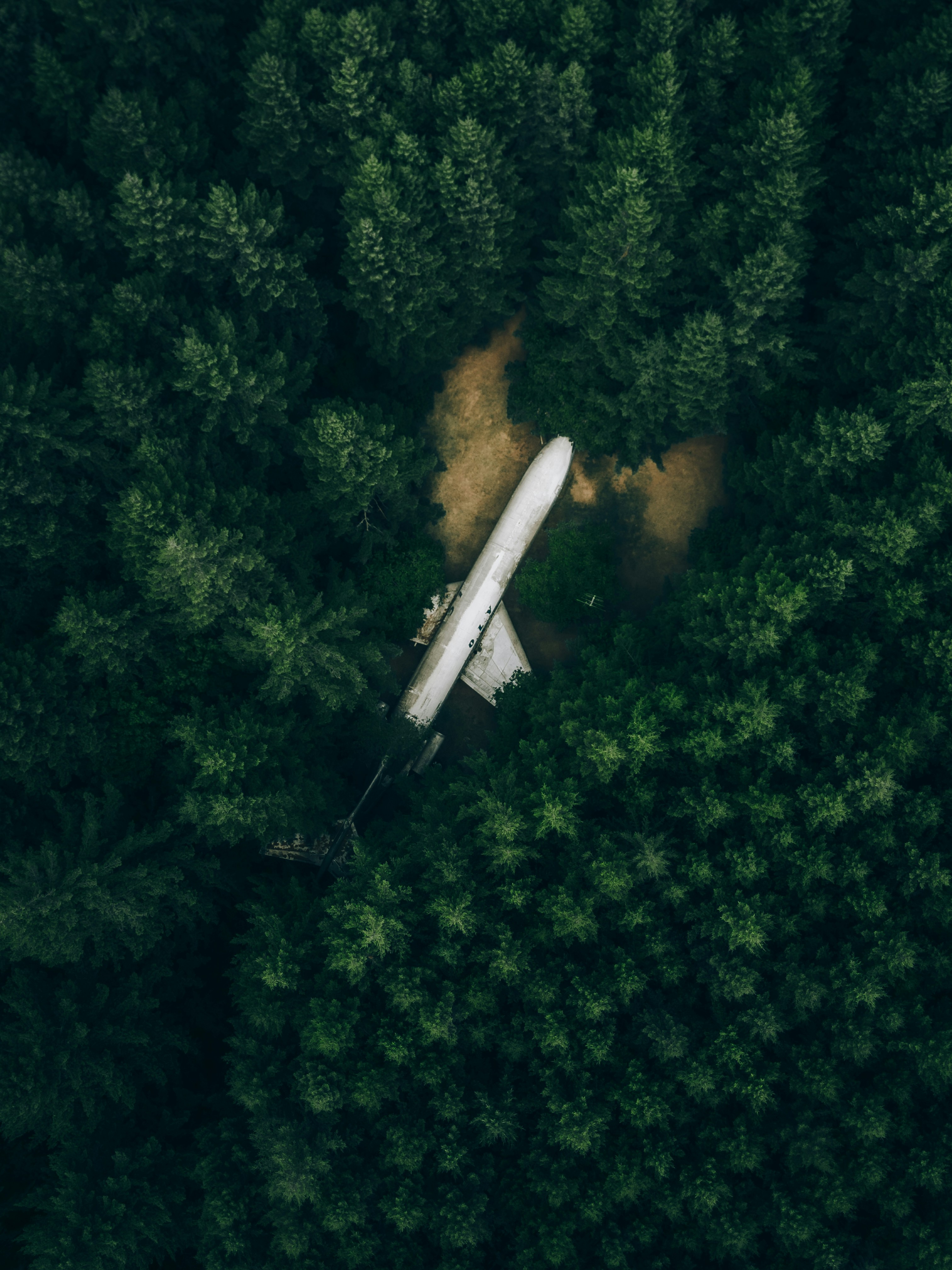 Diagonal Relic in the Pines: Plane Remnant Looms Over a Quiet Forest Floor