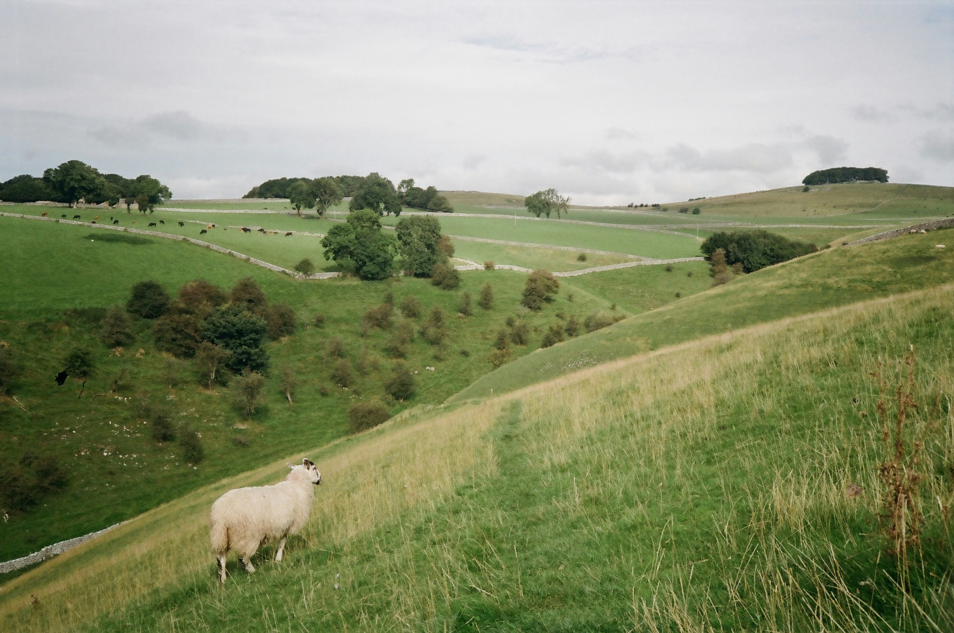 Sheep on a Gentle Sloped Hill Overlooking a Patchwork Pasture