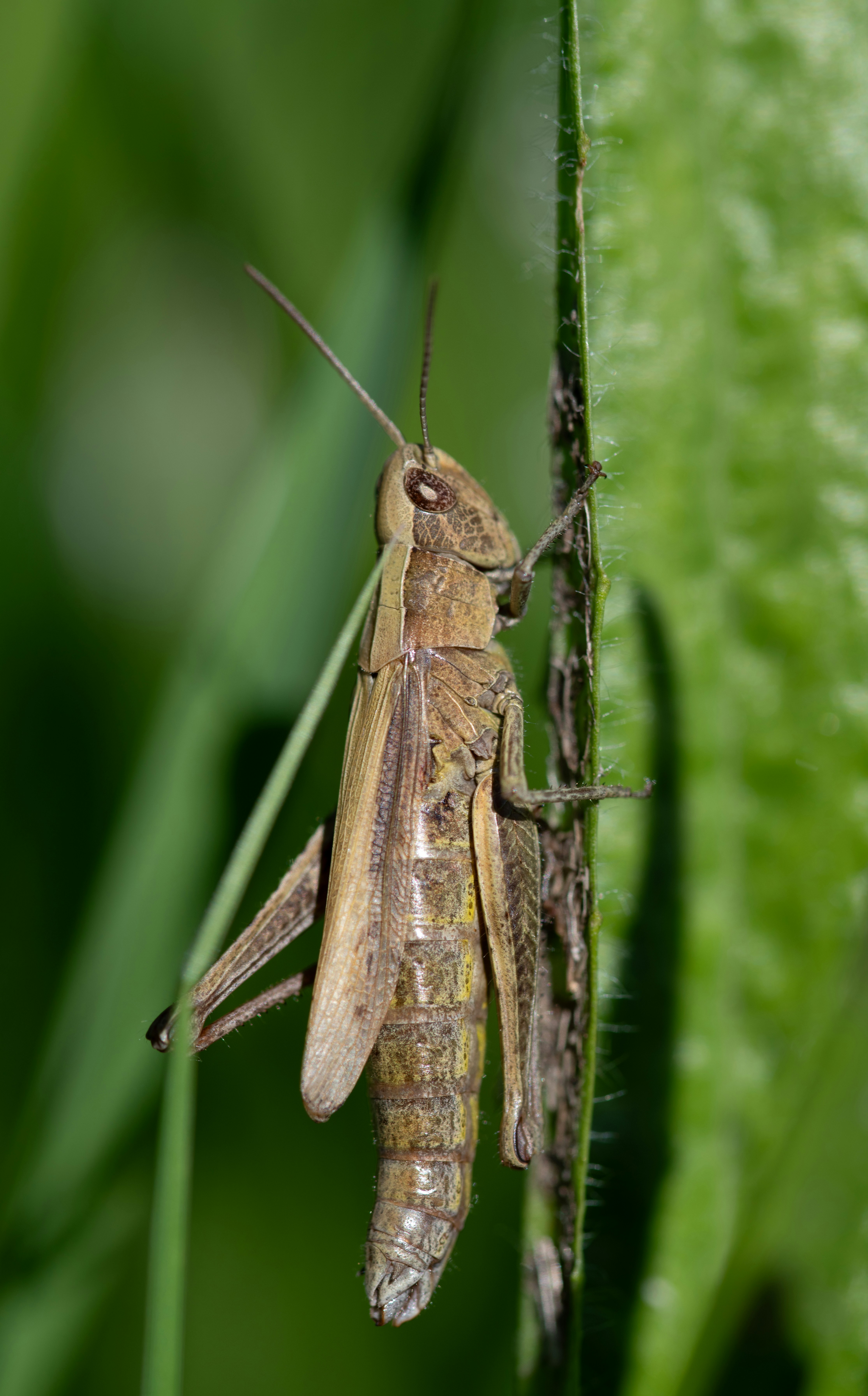 Gros plan d’un insecte sur une feuille photo – Photo Grille Gratuite ...