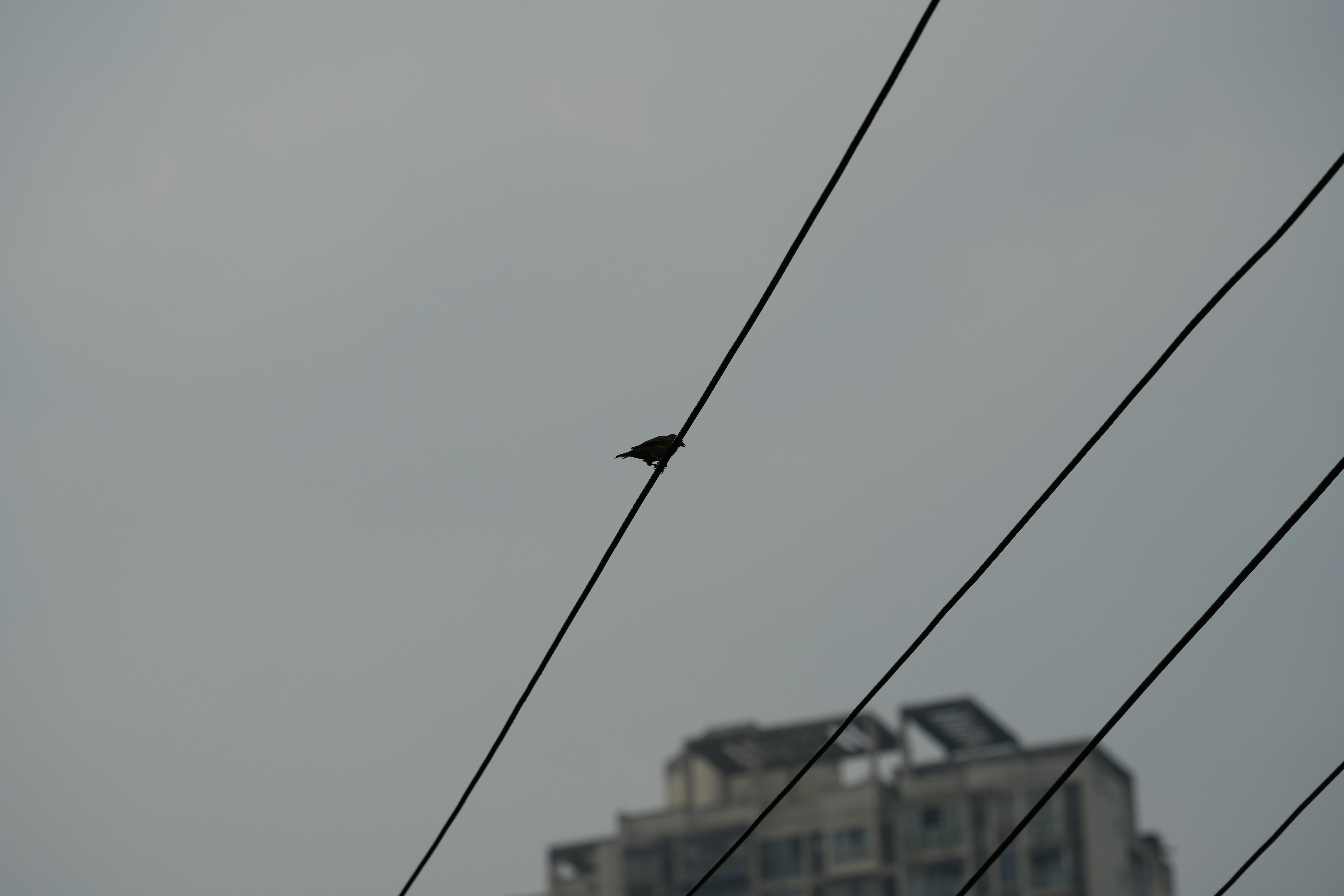 Photo by 段 英豪 with Sony Alpha 7 IV