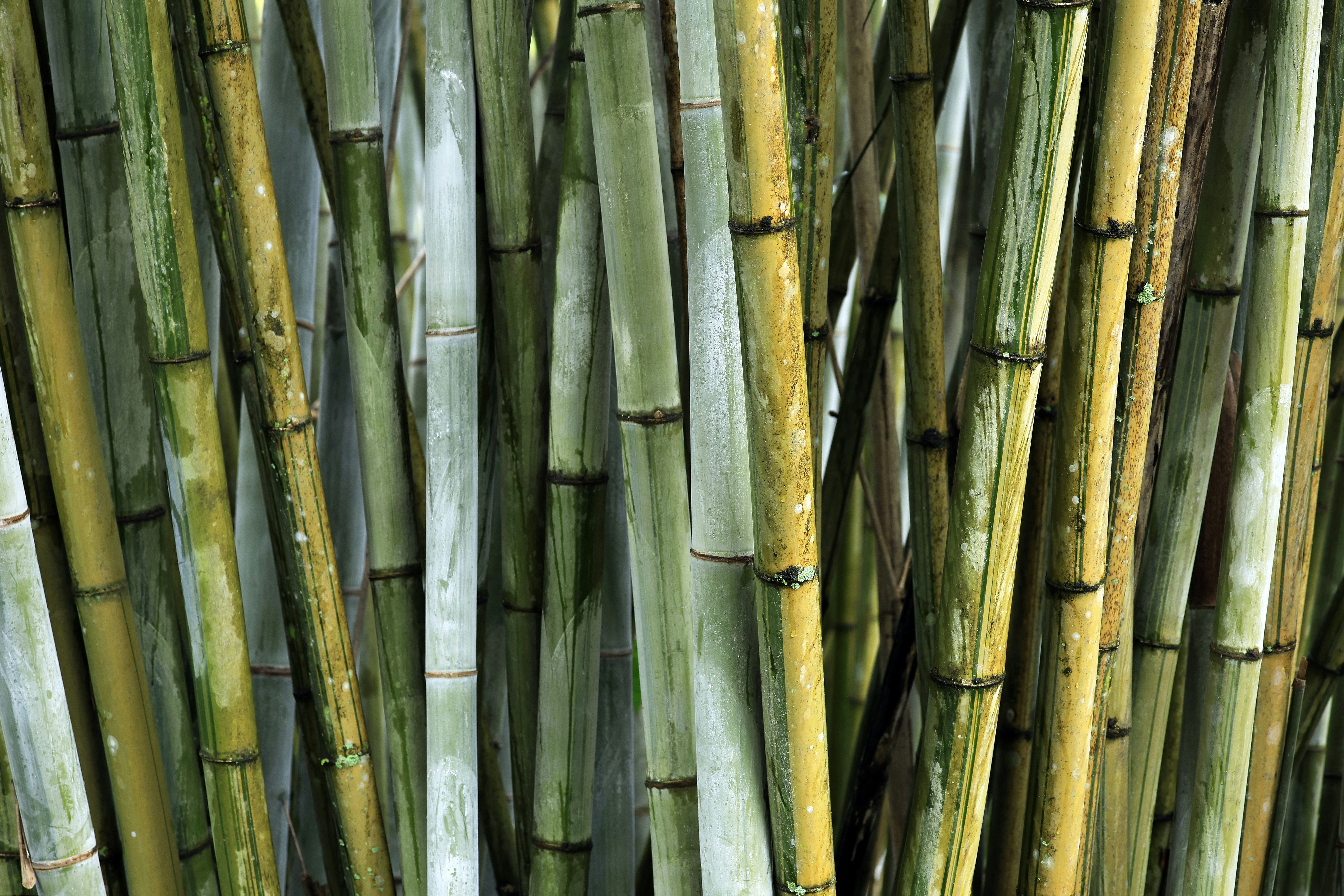 A close up of a bunch of bamboo sticks photo – Free Cairns botanic ...