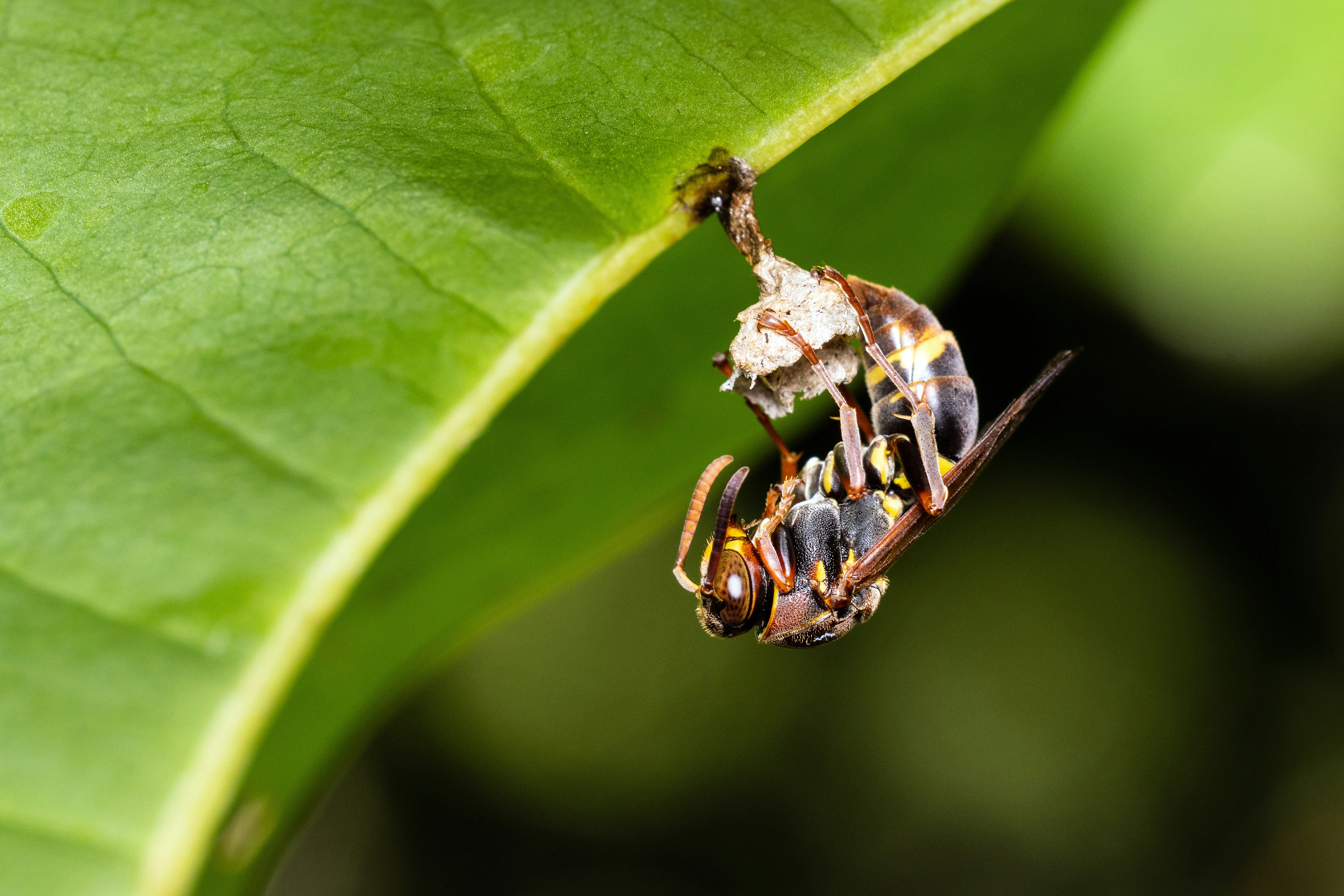 A close up of a bug on a leaf photo – Free Cairns botanic gardens Image ...