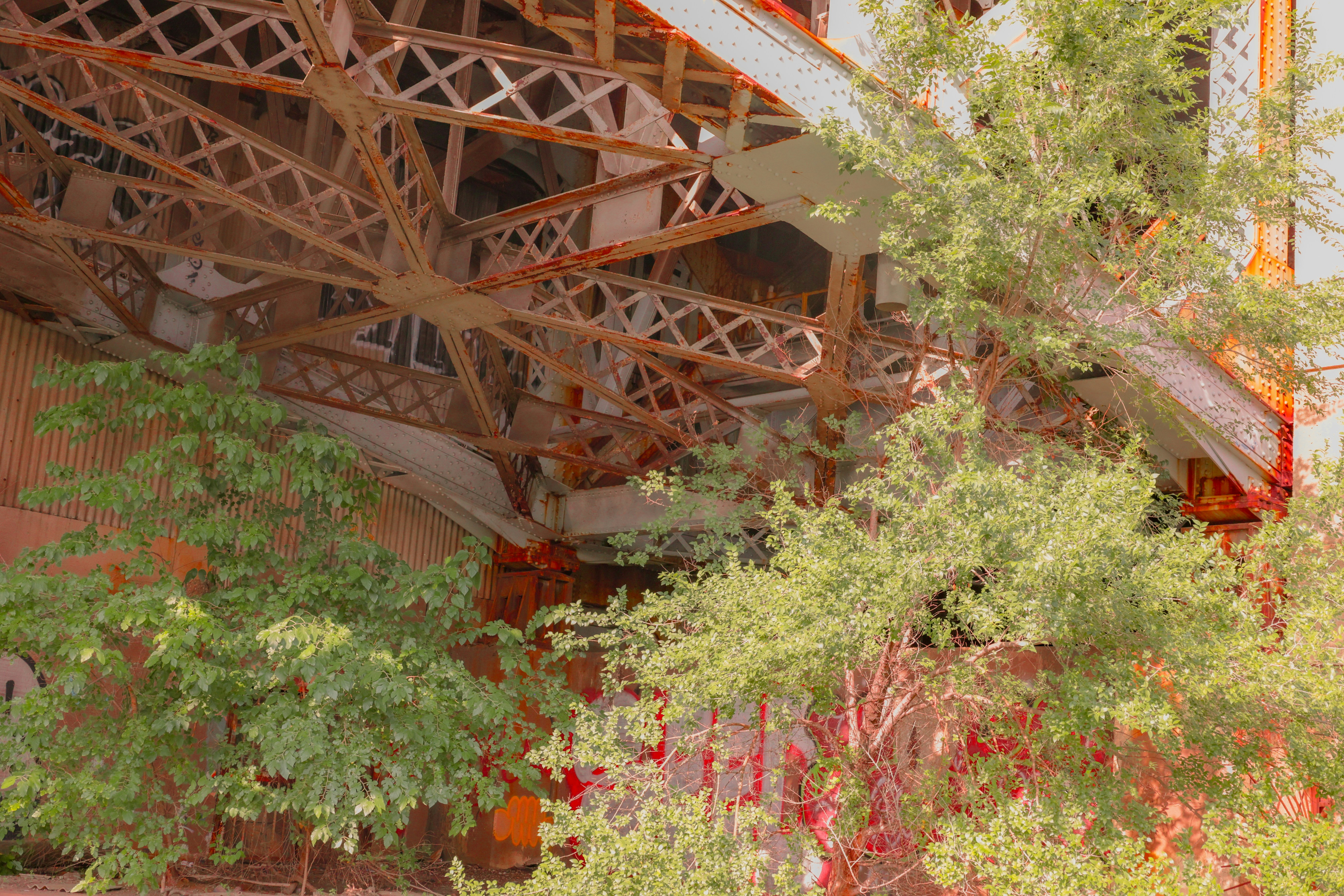 Under the Iron Canopy: Rust, Roots, and Morning Light