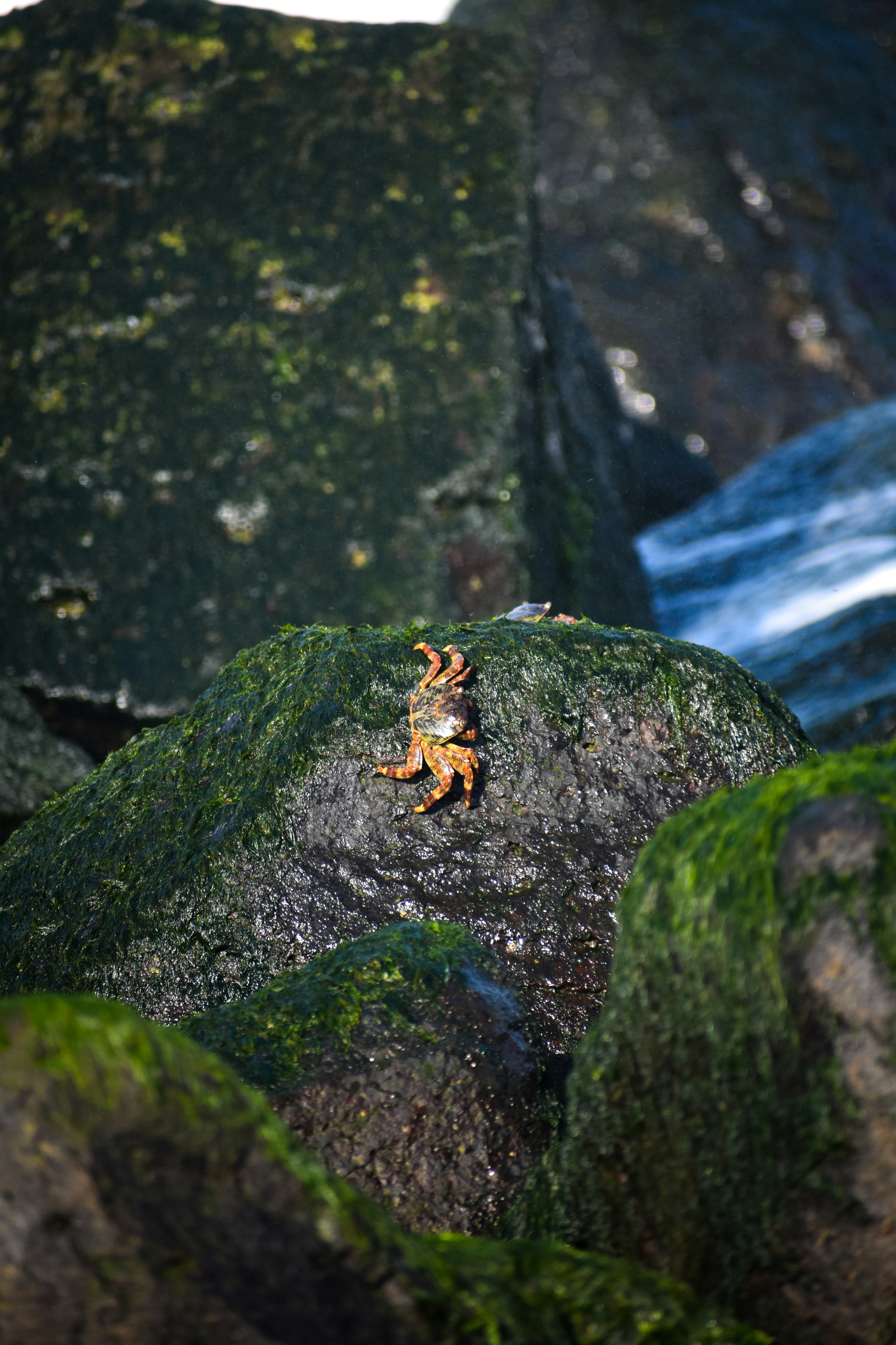 Small crab perched on moss-covered rocks near a flowing stream.