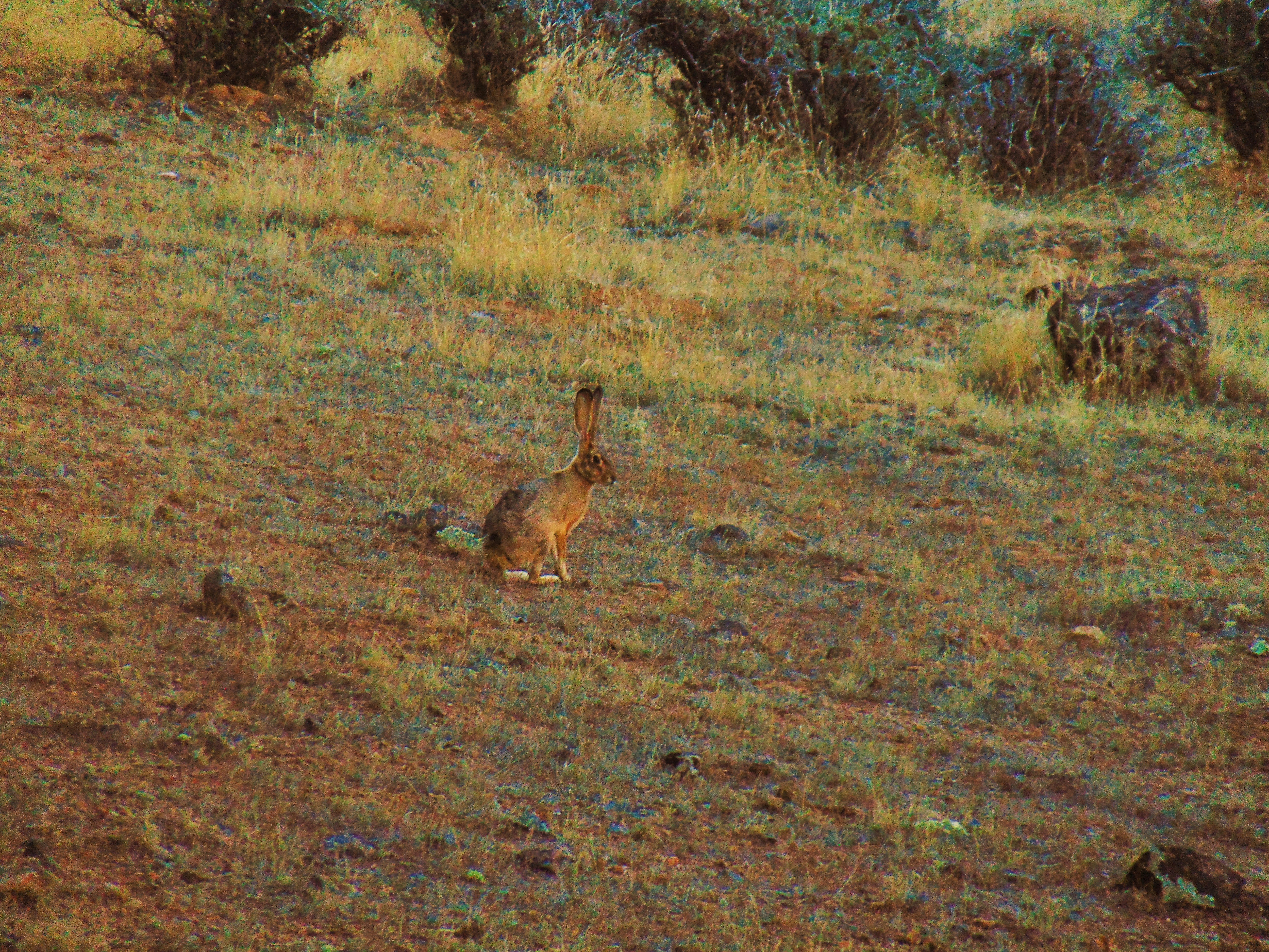 Hare in Quiet Slope: A Gentle Moment on Sunlit Grassland