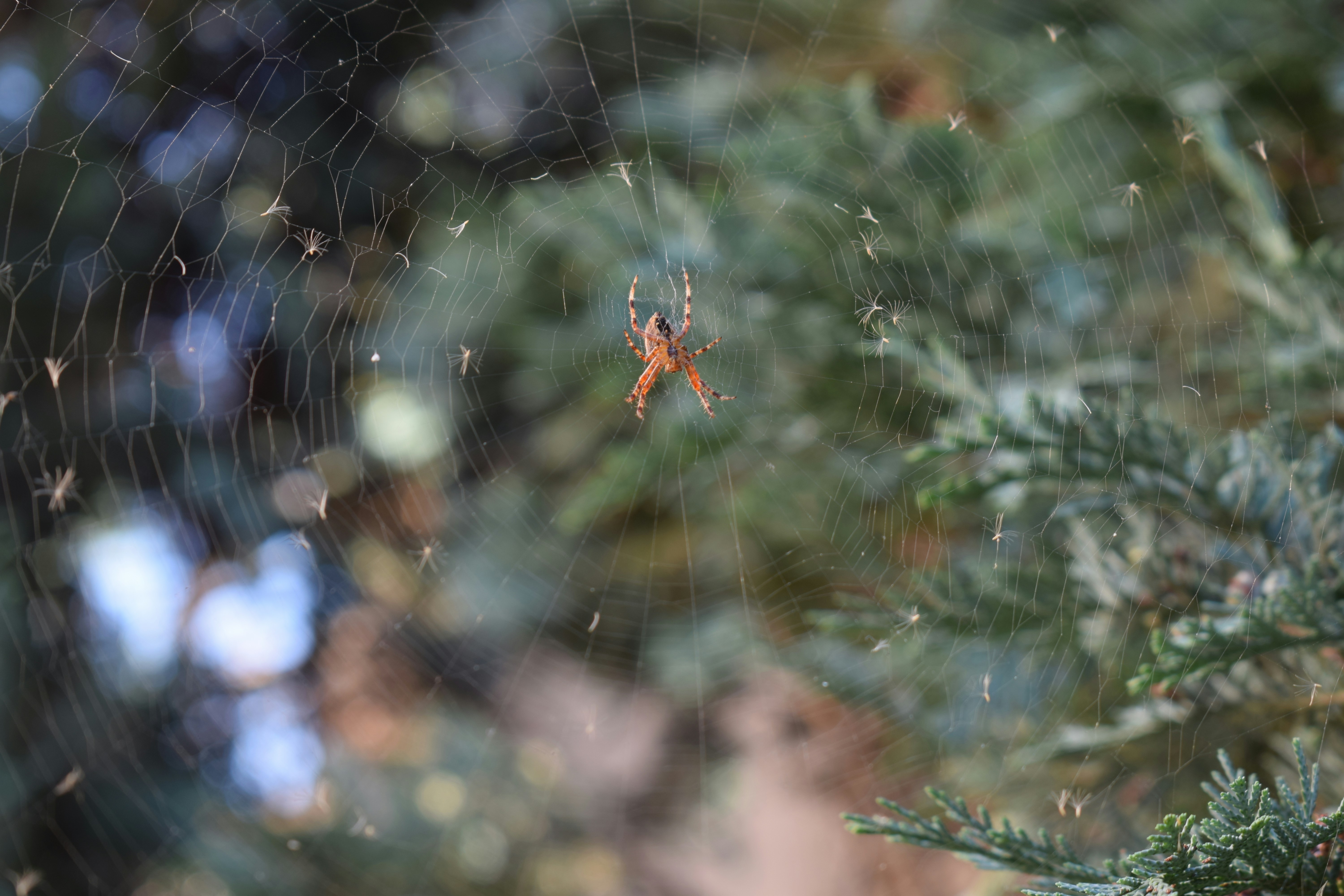 Orb-weaver in a delicate web Span of Glassy Threads