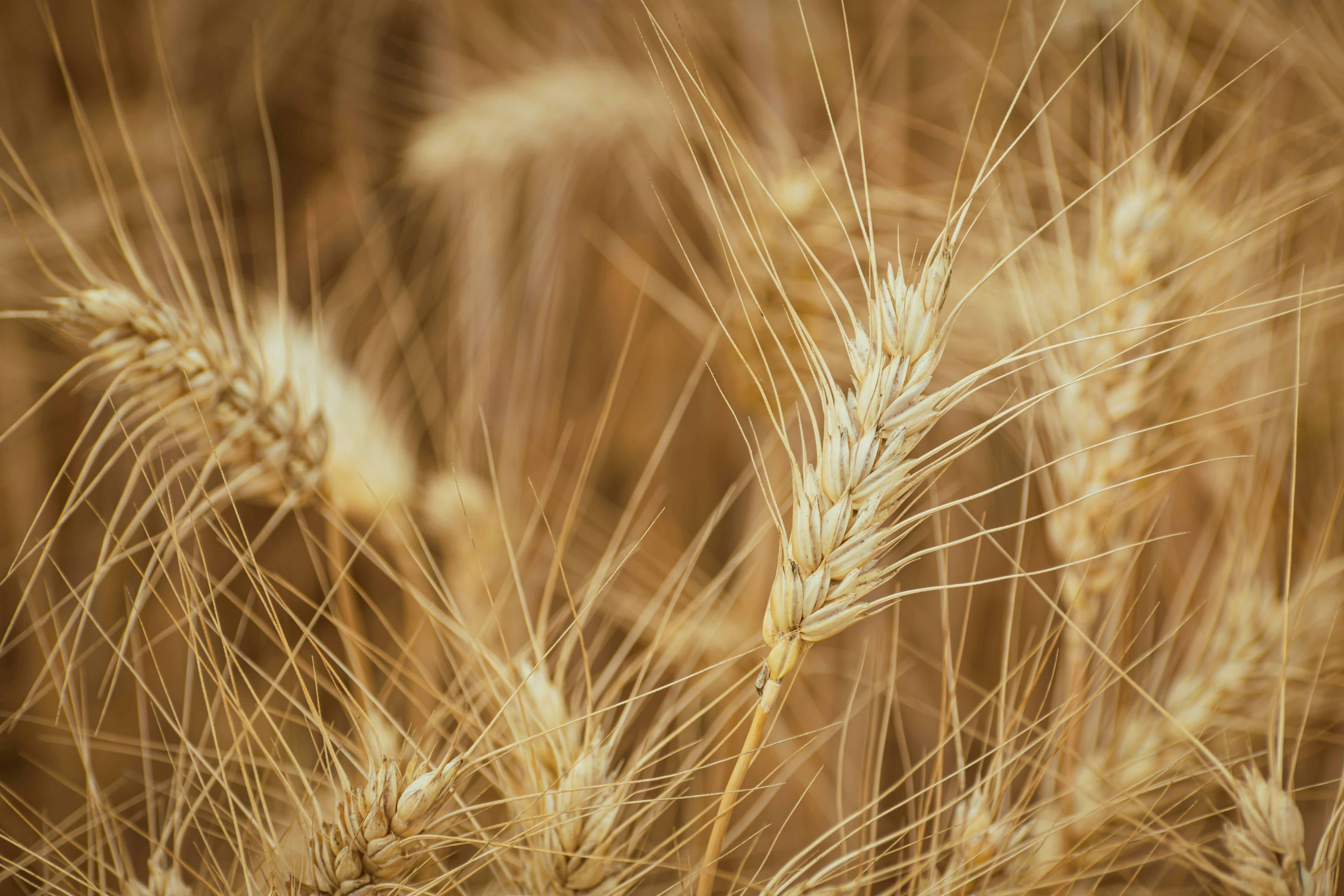 Close-up of ripe wheat stalks swaying gently in a sunlit field.