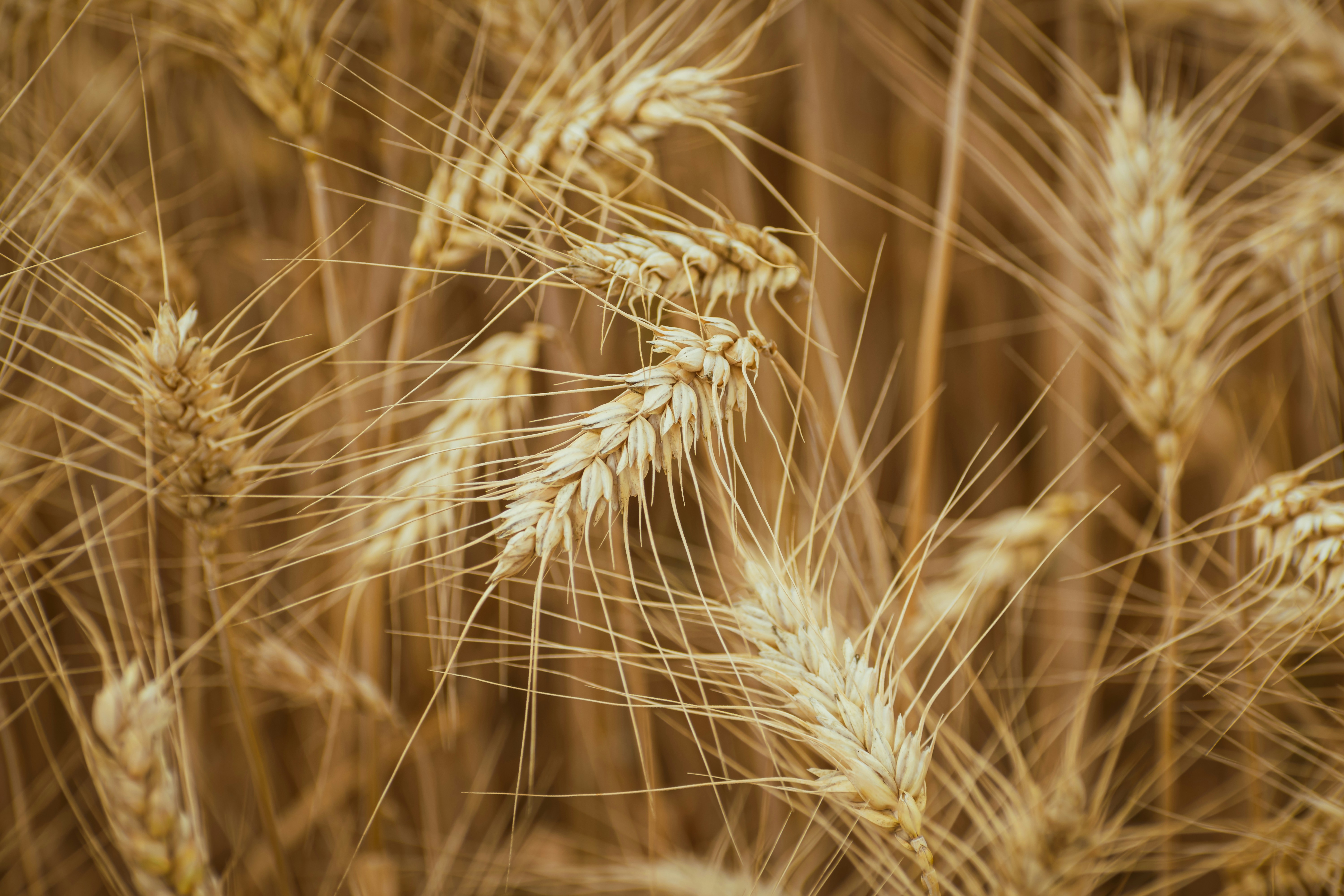 Close-up of wheat stalks with golden hues and intricate details.