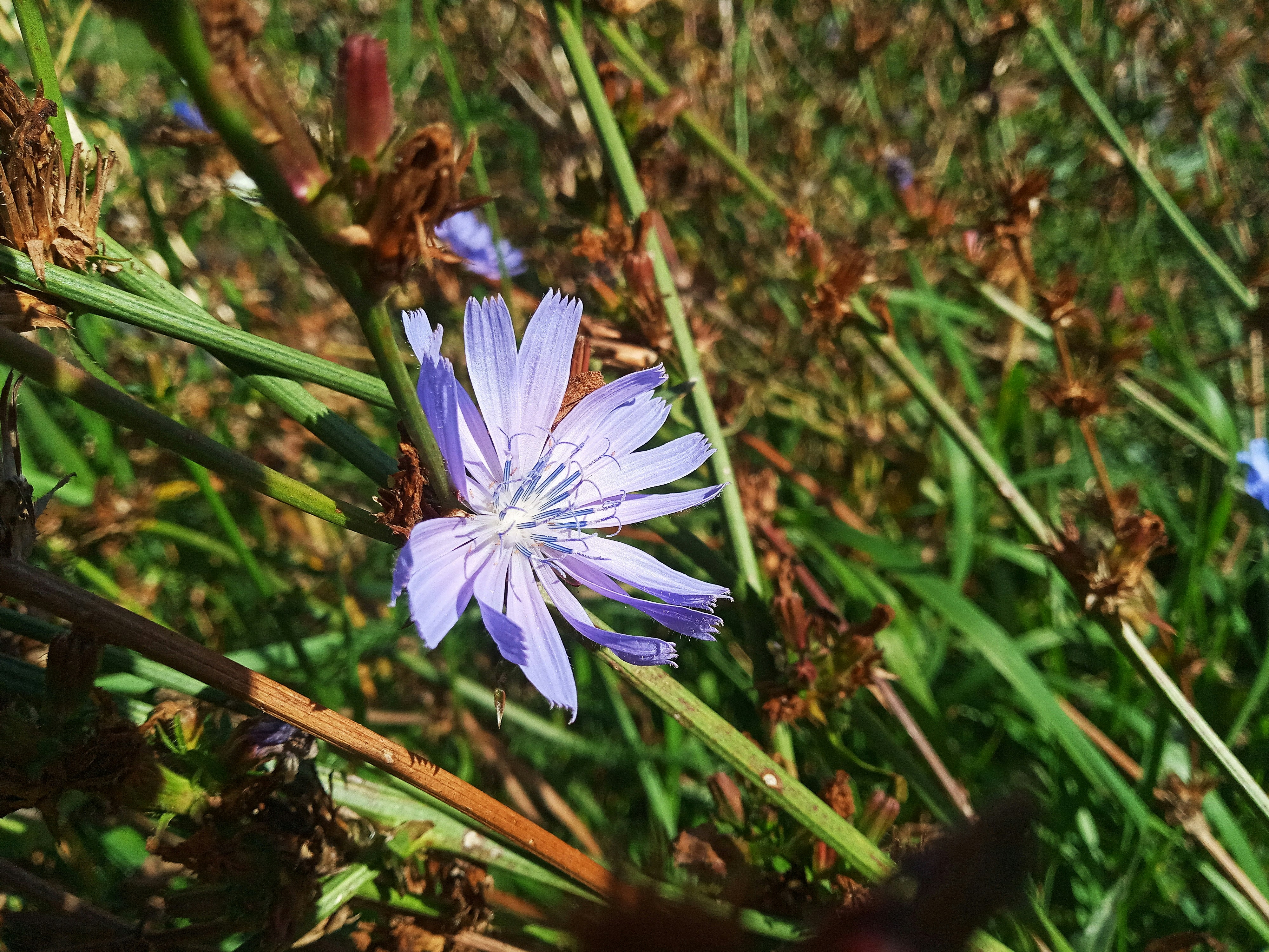 Close-up of a lavender wildflower nestled among green grasses and dried seed heads in a sunlit meadow.