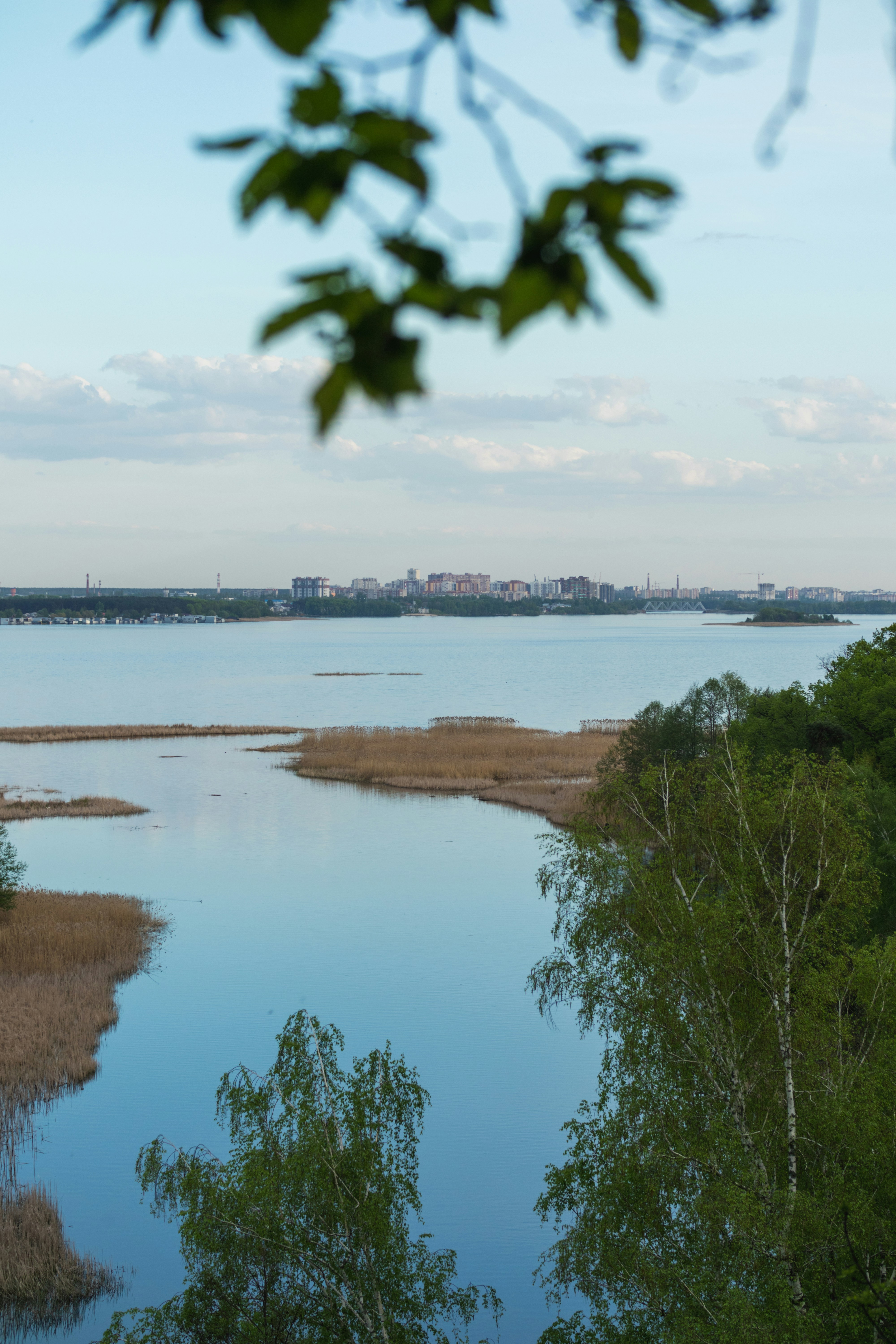 Horizon in Glass: Reflections and Reeds Frame a Quiet Cityscape