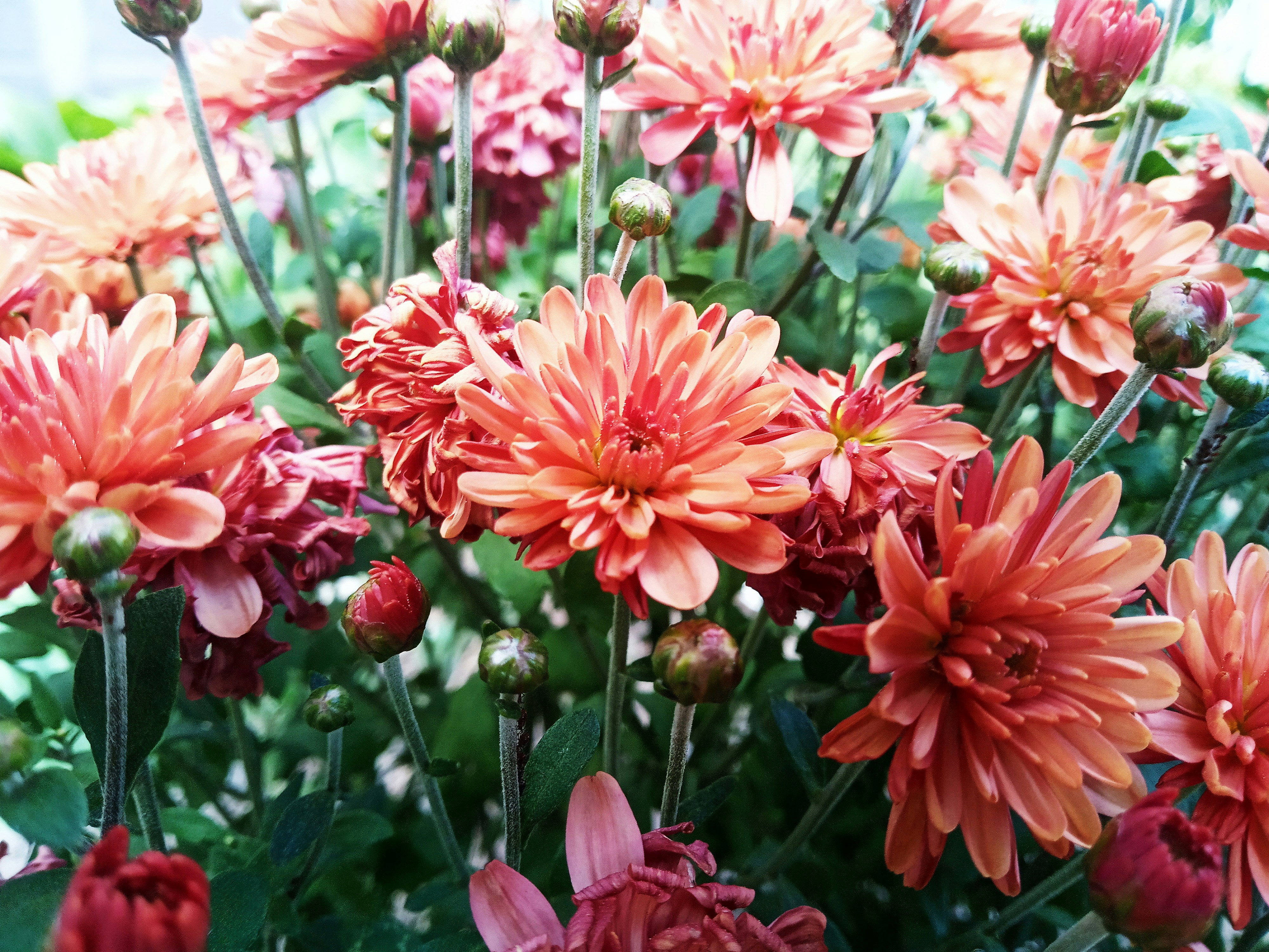 Coral Chrysanthemums: A Burst of Petals in Soft Sunlight
