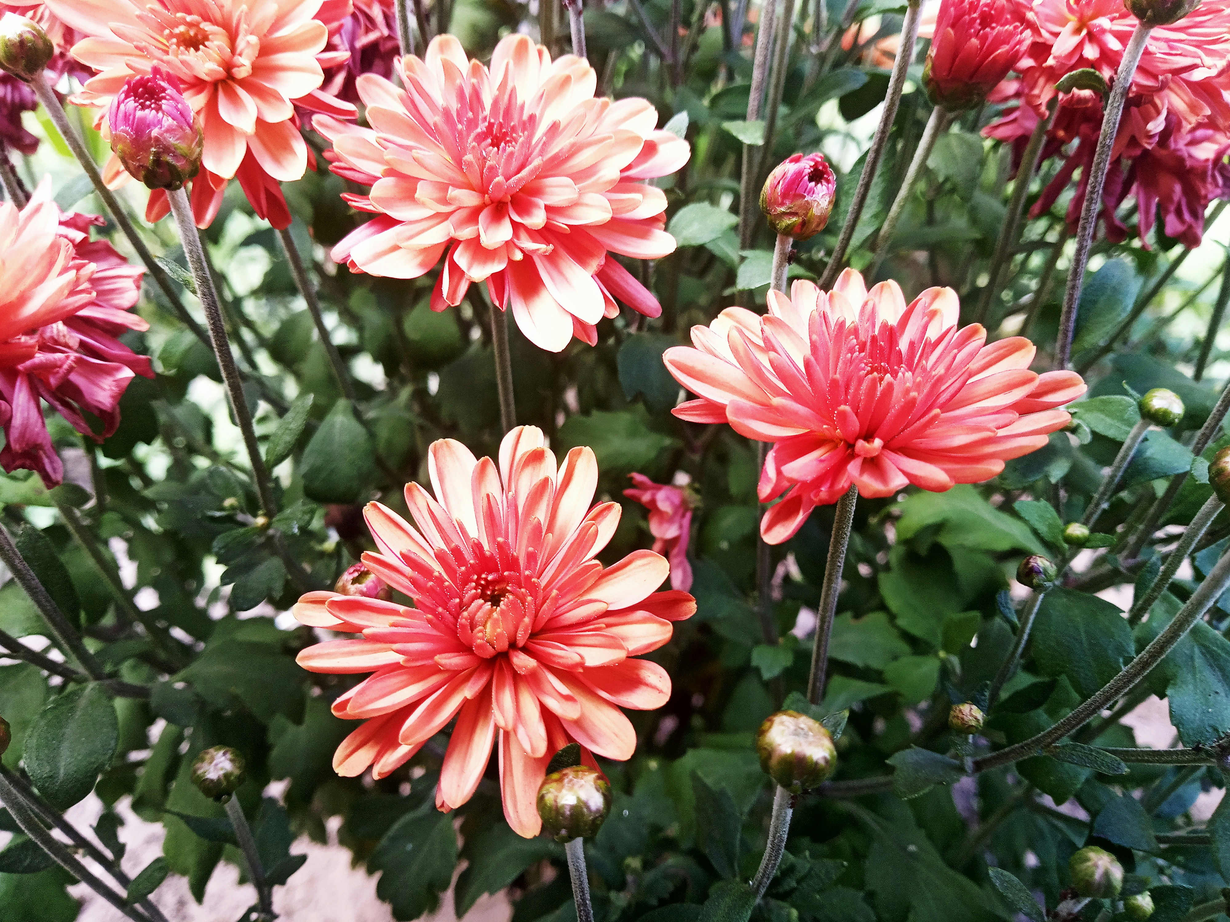 Close-up photograph of coral-pink chrysanthemums in full bloom with buds and lush green leaves.