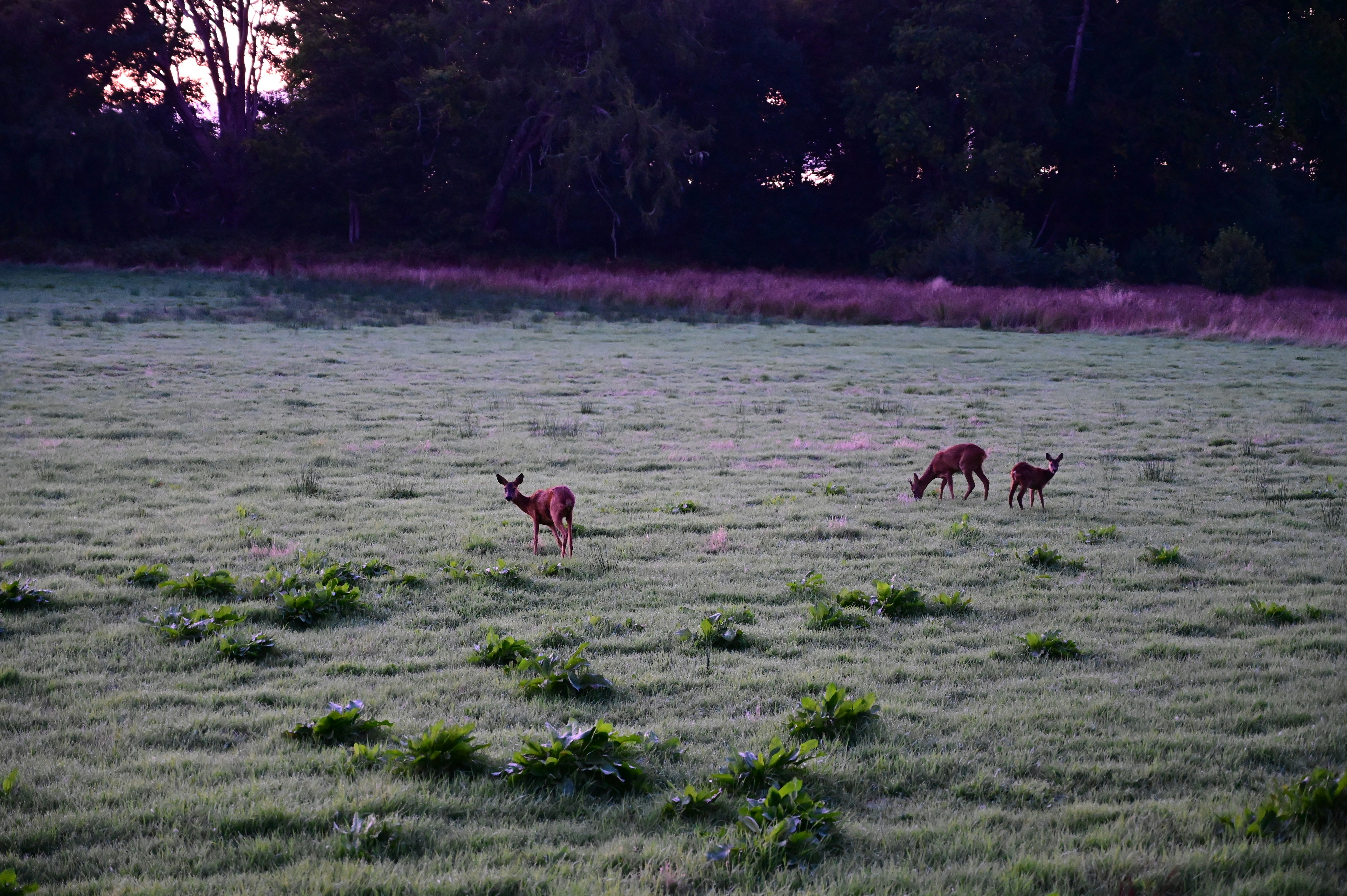 Deer at Twilight: A Violet Meadow's Quiet Grazing