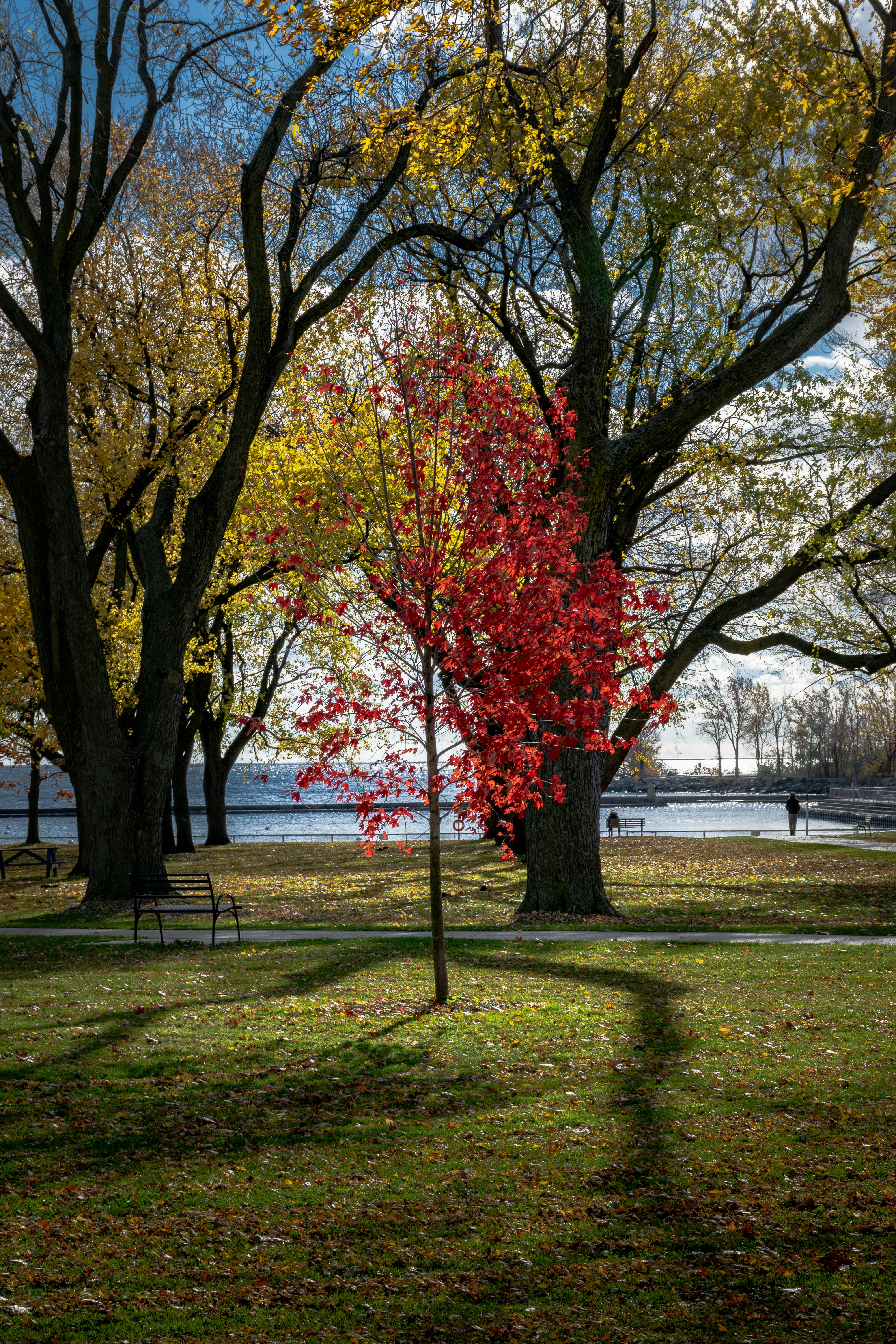 Crimson Sentinel by the River: lone red-leafed tree framed by riverfront oaks