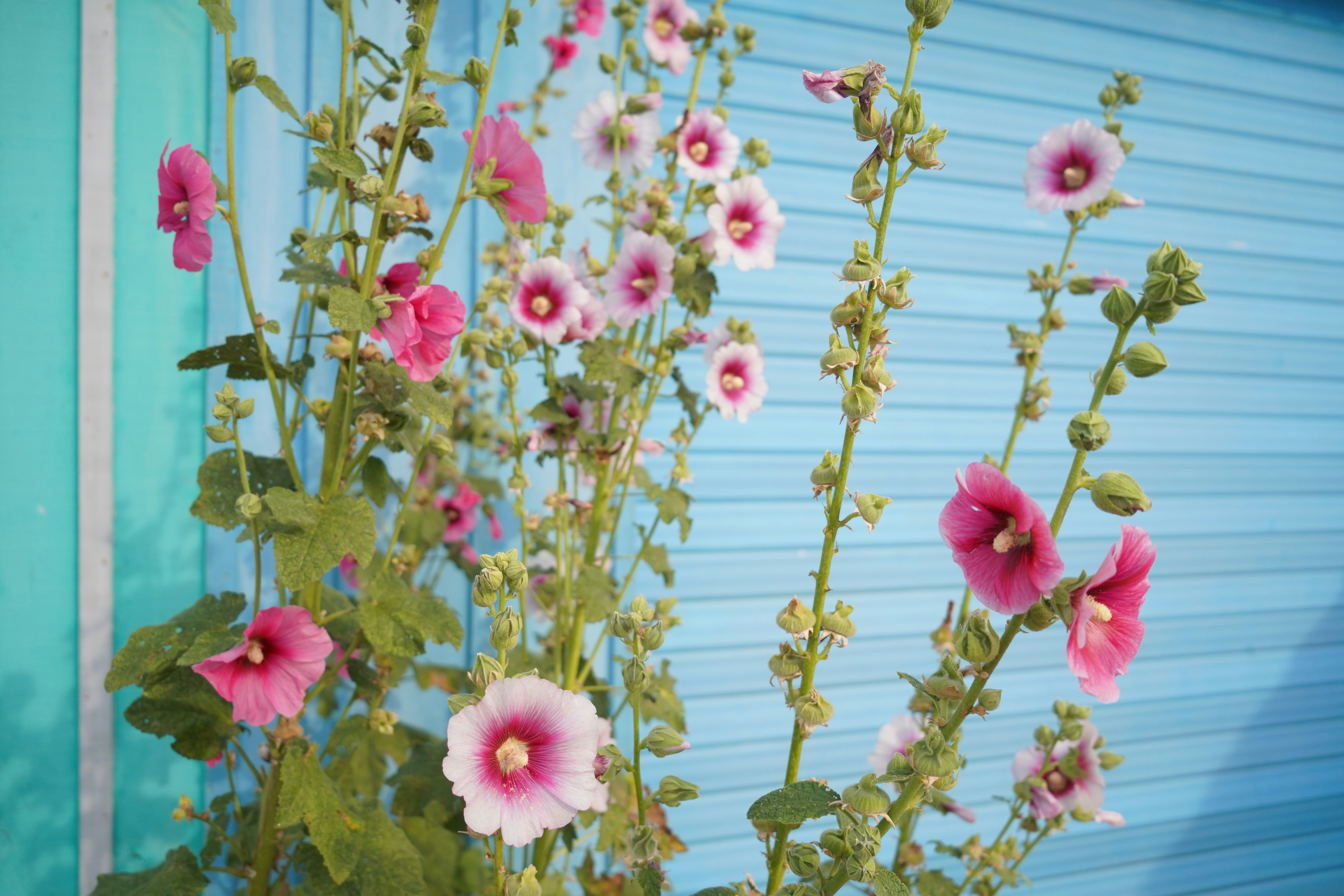 Pink Hollyhocks Confront a Turquoise Wall: A Quiet Floral Portrait