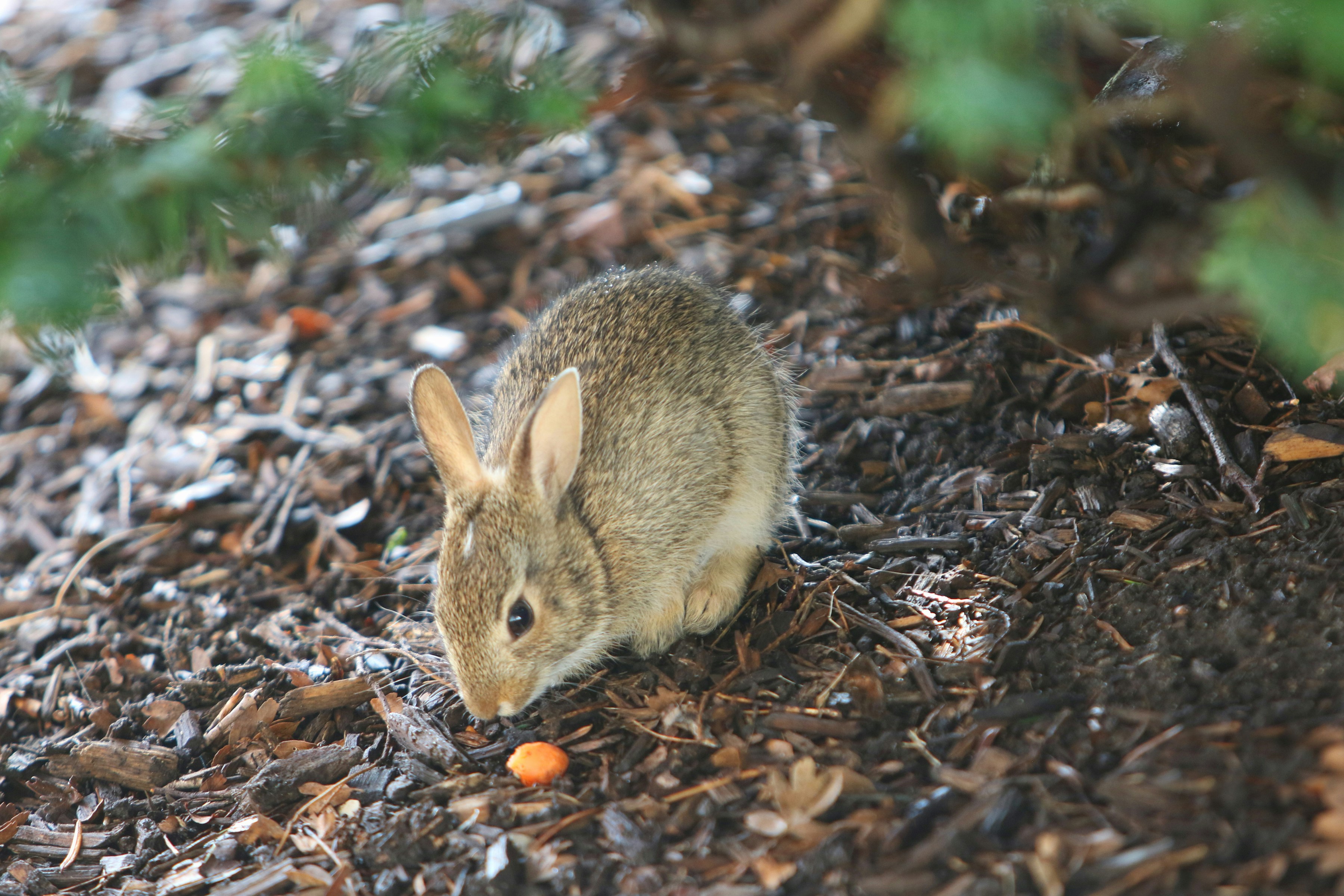 Whiskers in the Shade: a Rabbit Pauses on Leaf-Litter