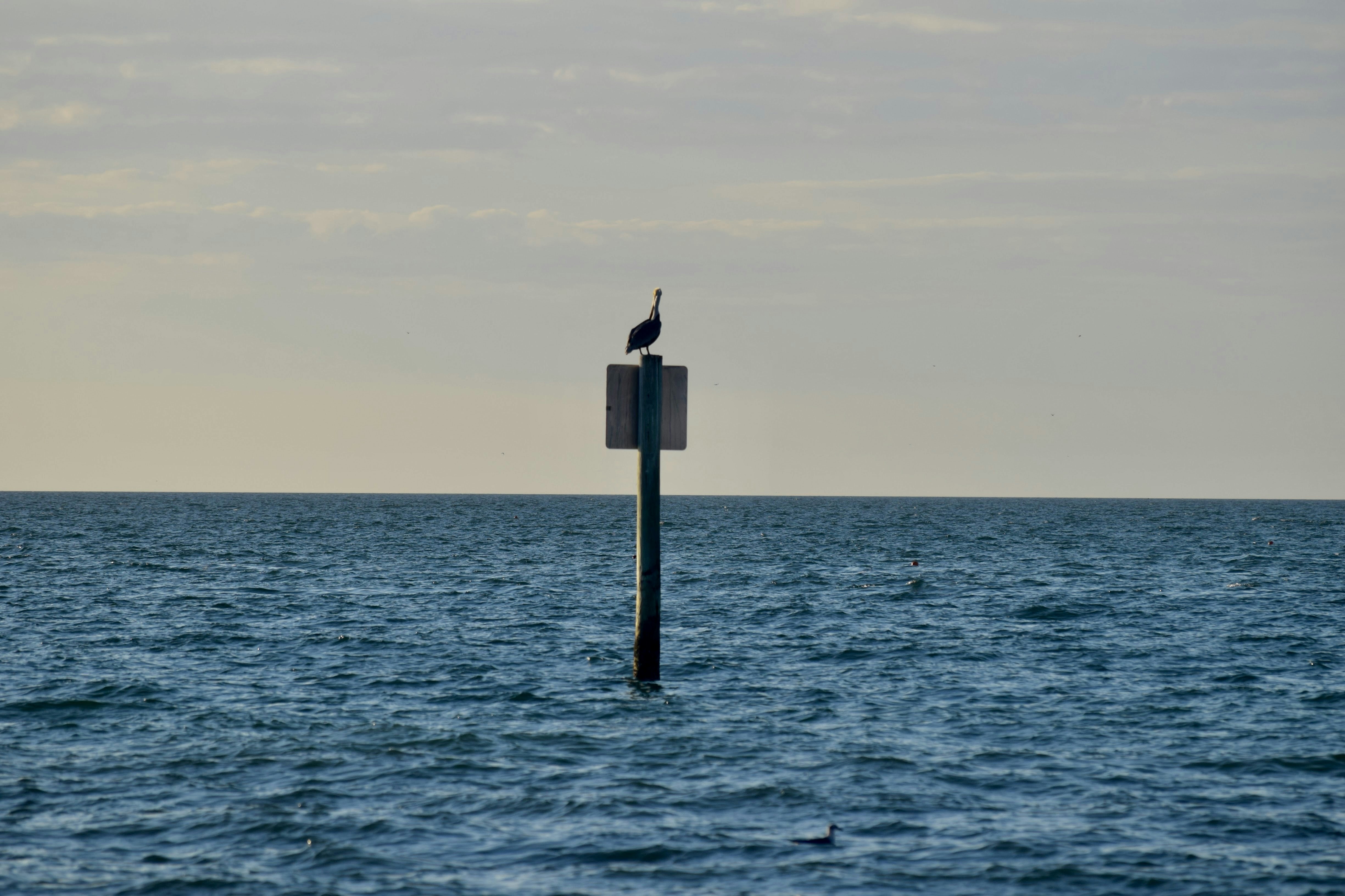 Singleton Seabird on a Quiet Beacon