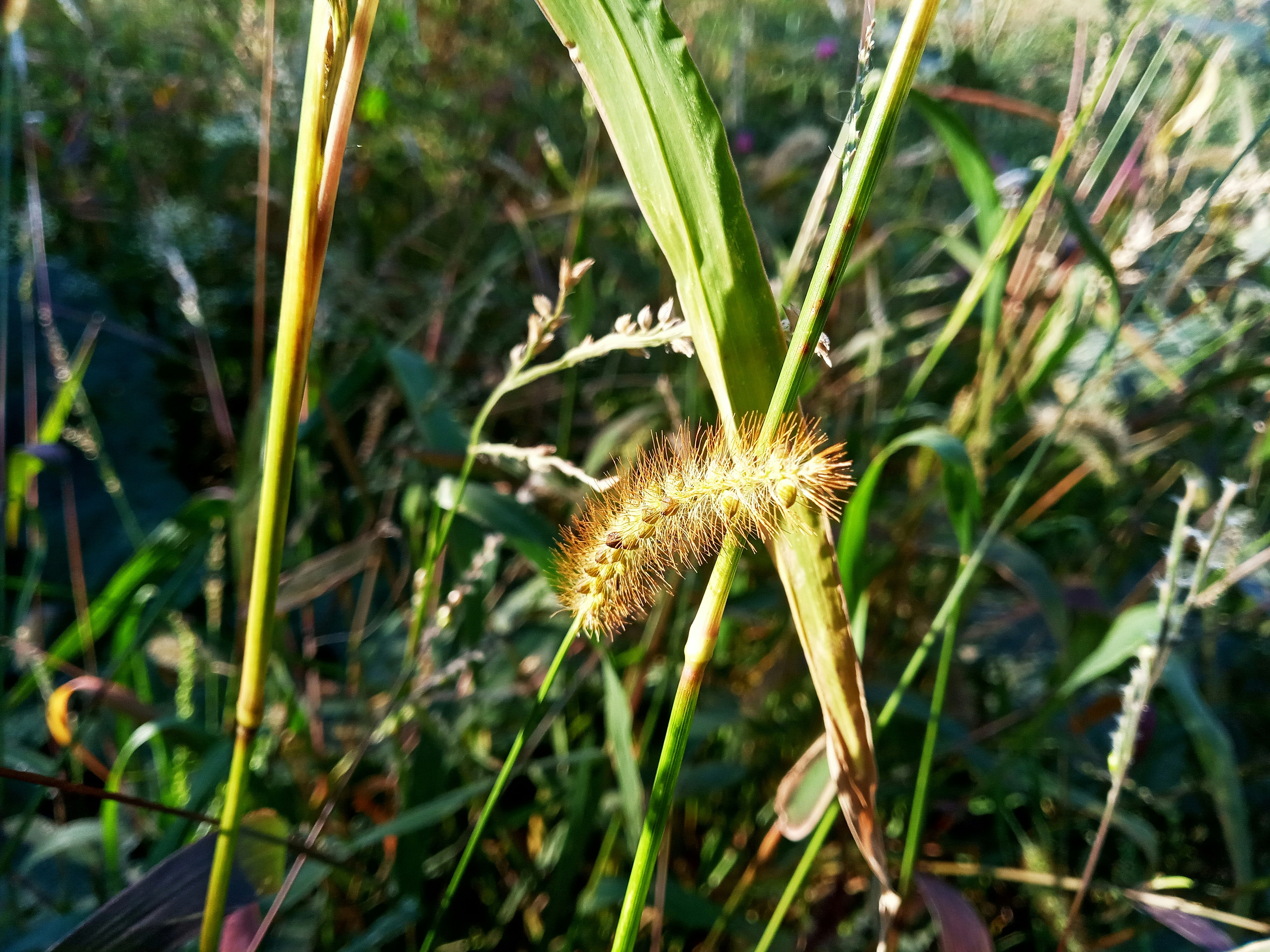 Macro photograph of a curved seed head catching sunlight amid a tangle of green grass. The shallow depth of field isolates the seed head as the focal point with a blurred meadow background.