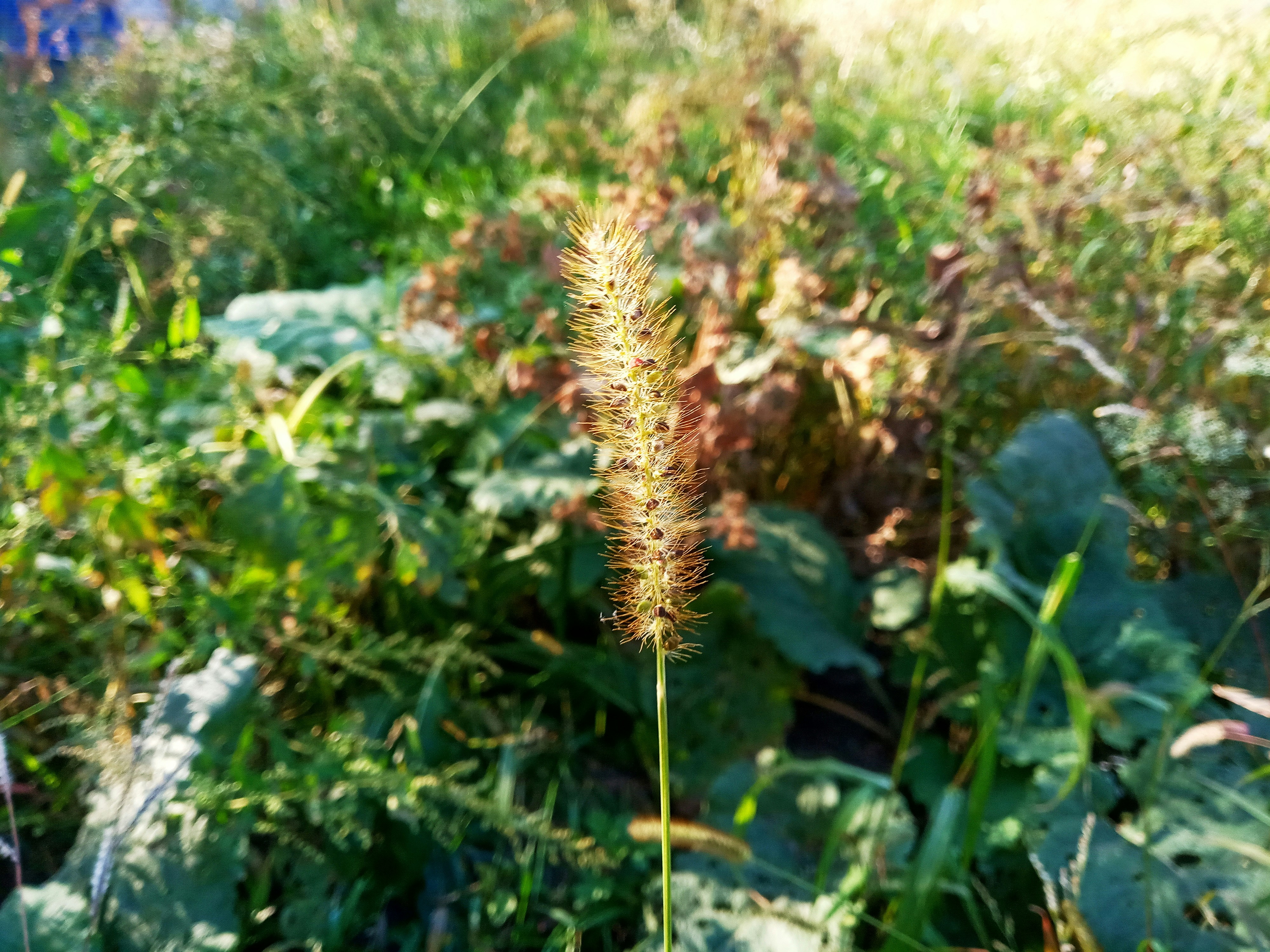 Close-up photograph of a single foxtail grass seed head illuminated by sunlight, with a lush green garden blurred in the background.