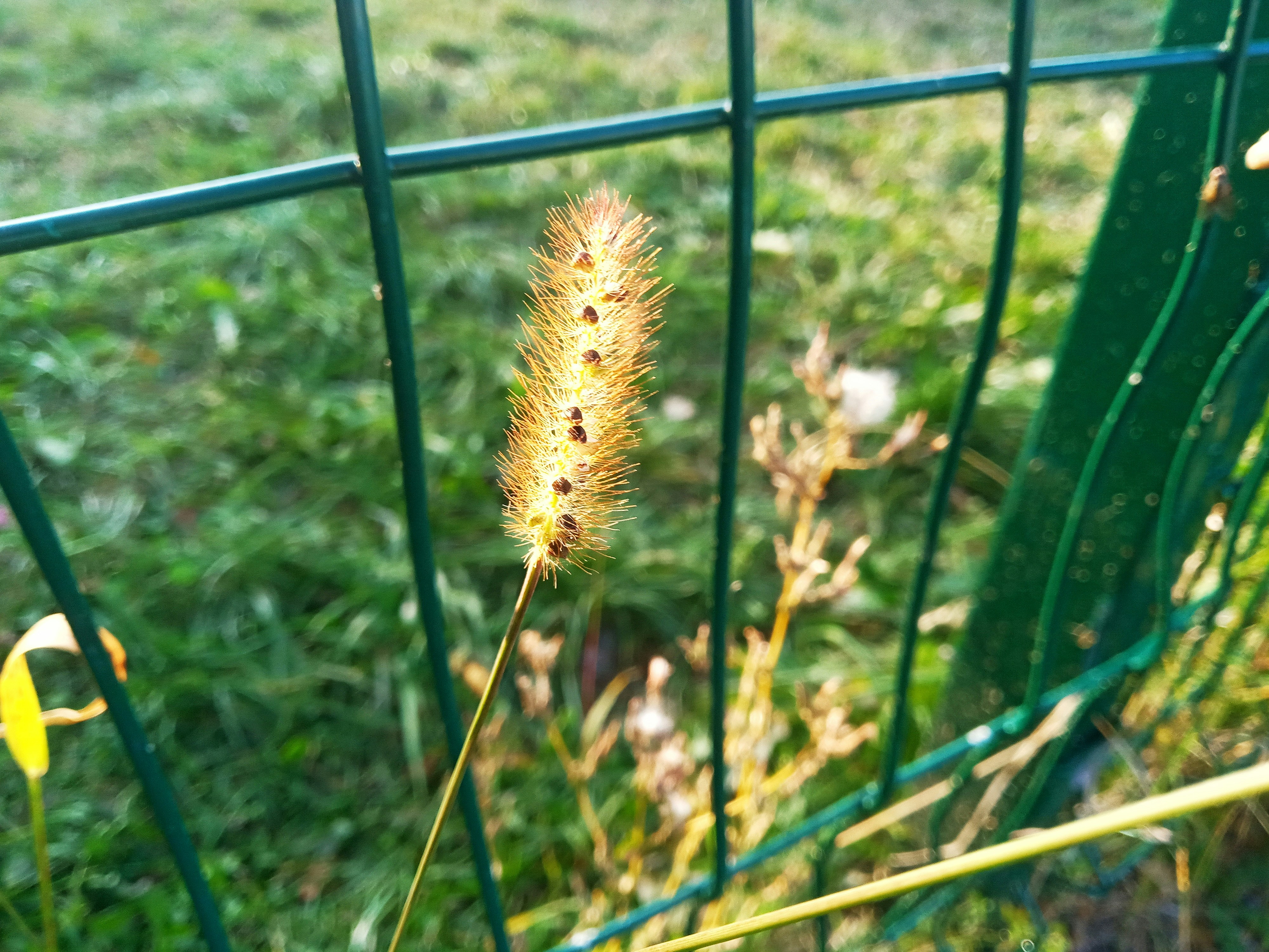 Close-up of a fuzzy golden cattail bloom pressed against a green wire fence, with blurred grass in the background.