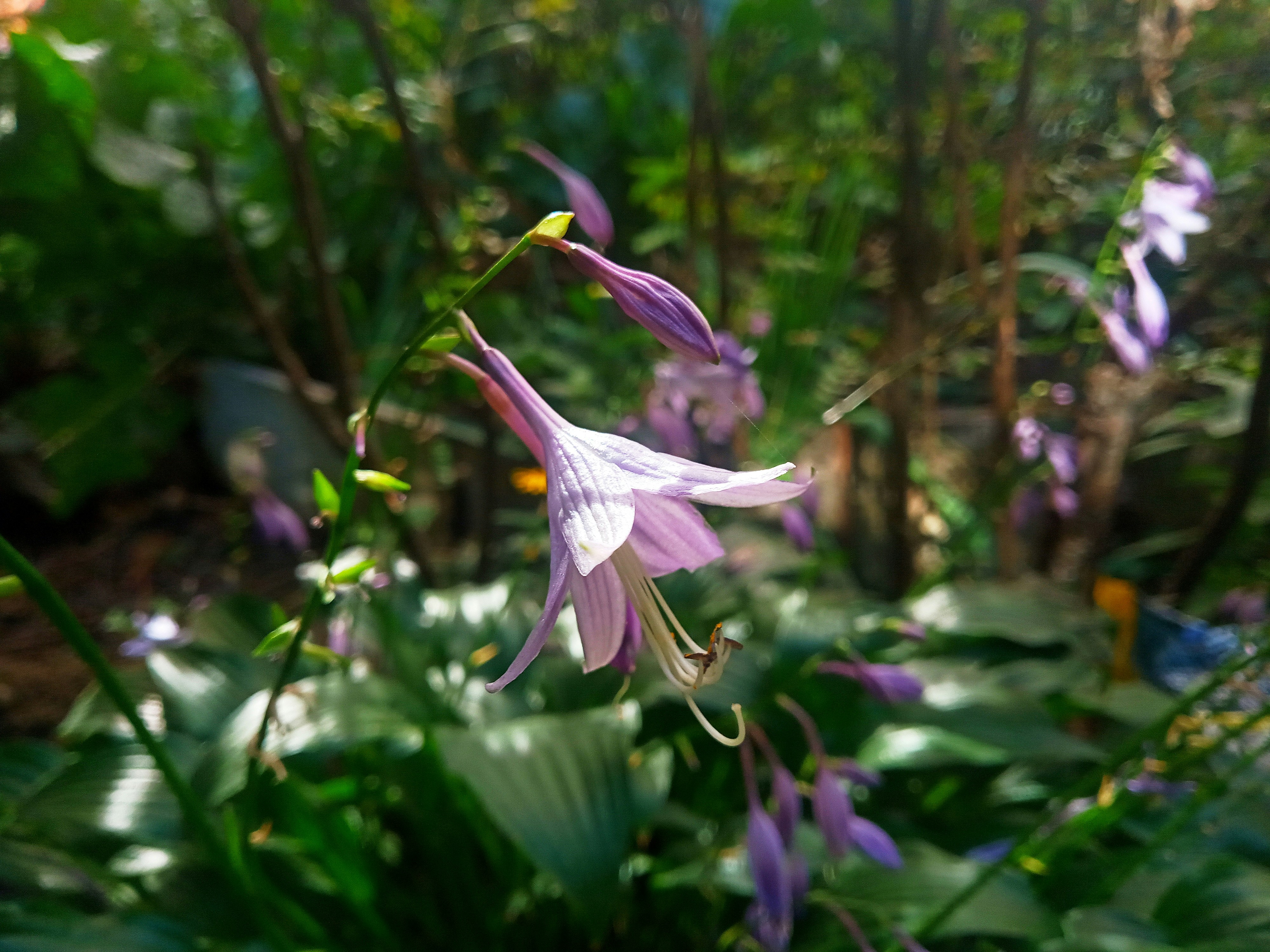 a close up of a purple flower in a forest