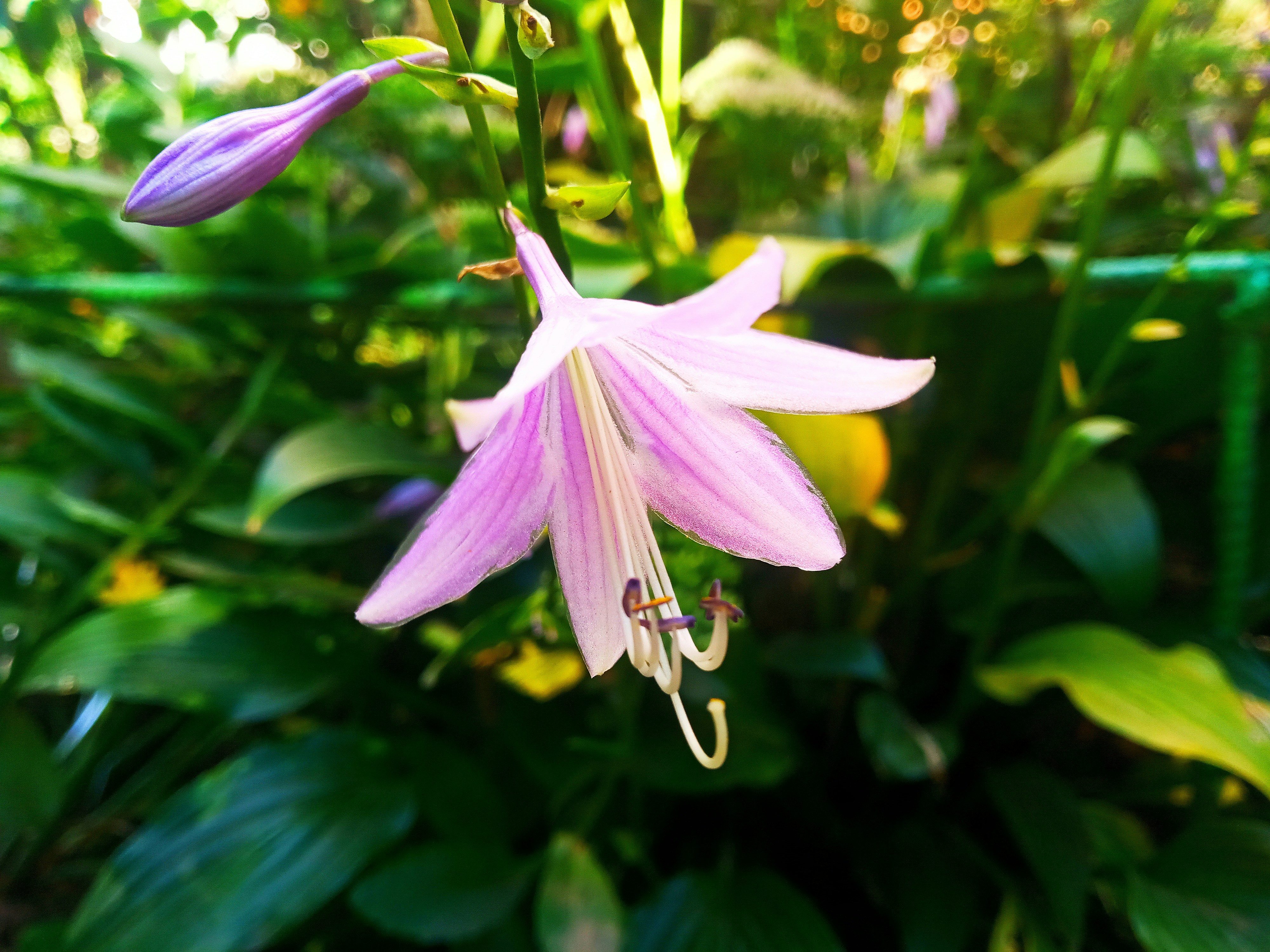 A pink lily blooms prominently amid lush garden foliage in soft daylight. The foreground blossom is captured with crisp detail against a gentle green bokeh background.