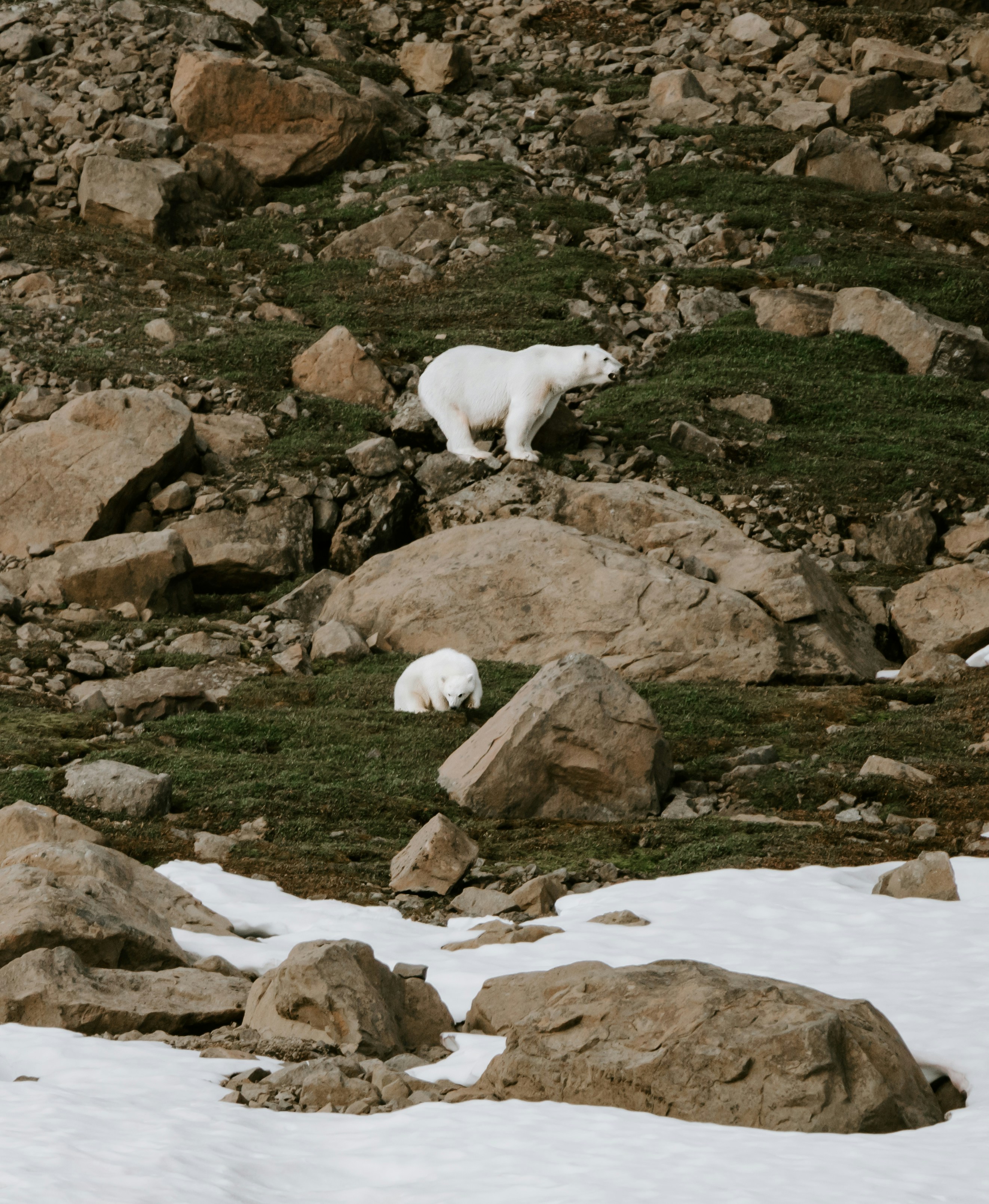 Two polar bears navigate rocky terrain, one standing tall while the other rests near boulders, showcasing the stark beauty of their natural habitat.