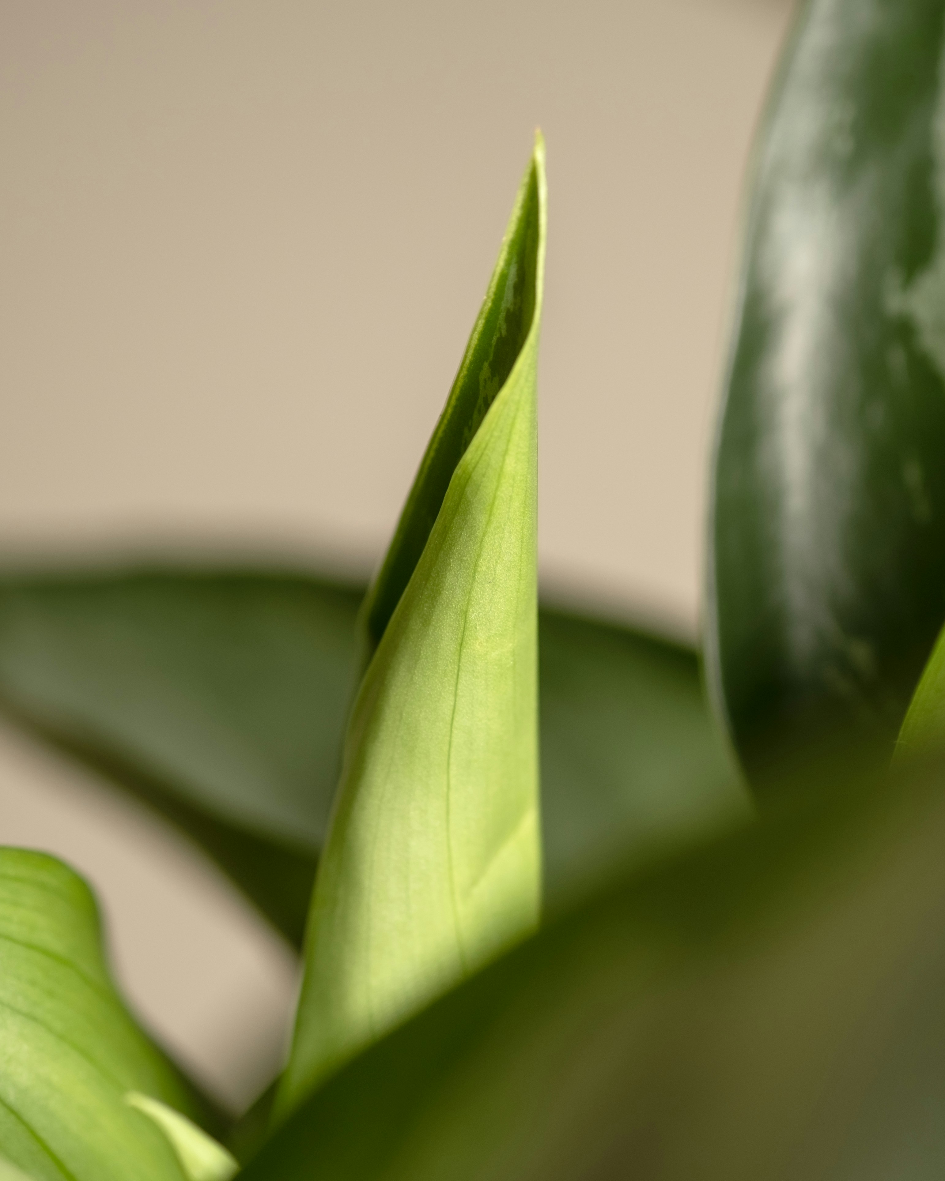 Bilder zum Thema Aglaonema Silverado | Kostenlose Bilder auf Unsplash ...