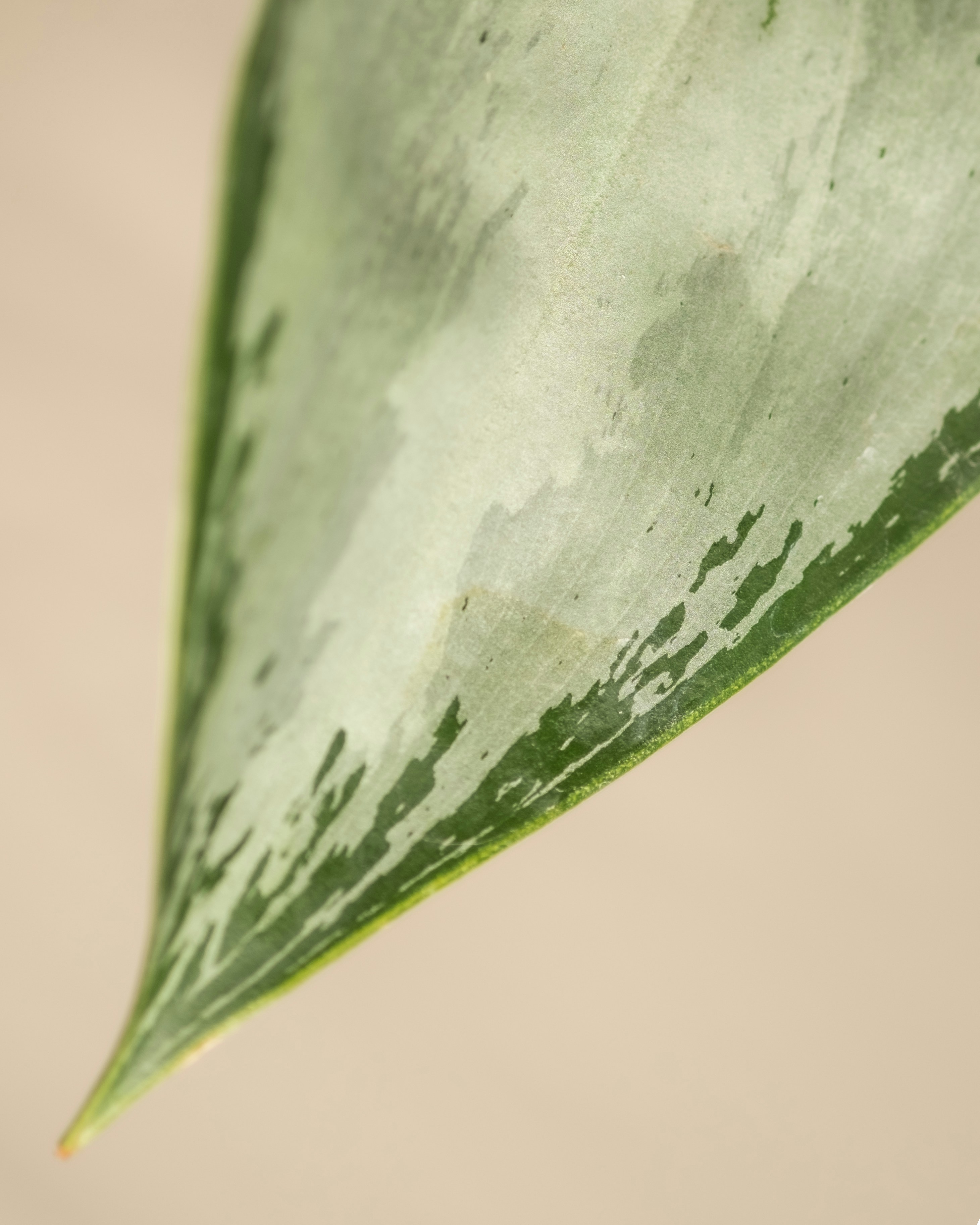 Aglaonema Silverado Photos | Télécharger des images gratuites sur Unsplash